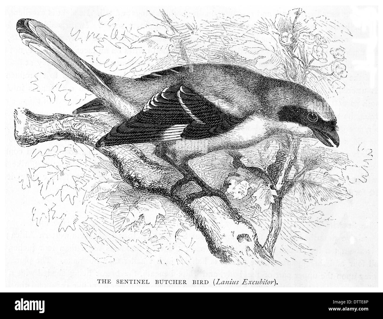 Sentinel Butcher Bird Lanius Excubitor Stock Photo - Alamy