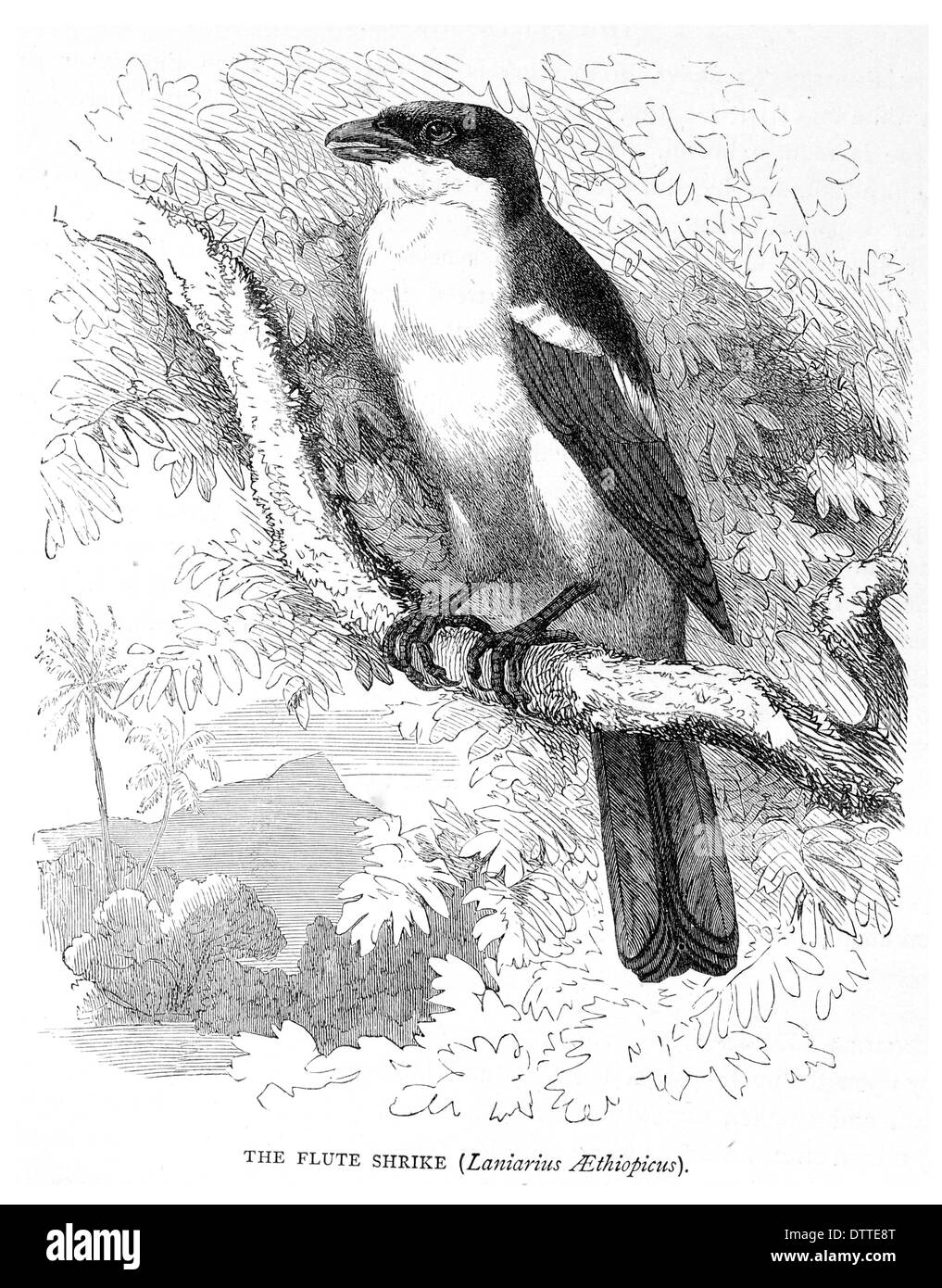 Ancient flute etching hi-res stock photography and images - Alamy