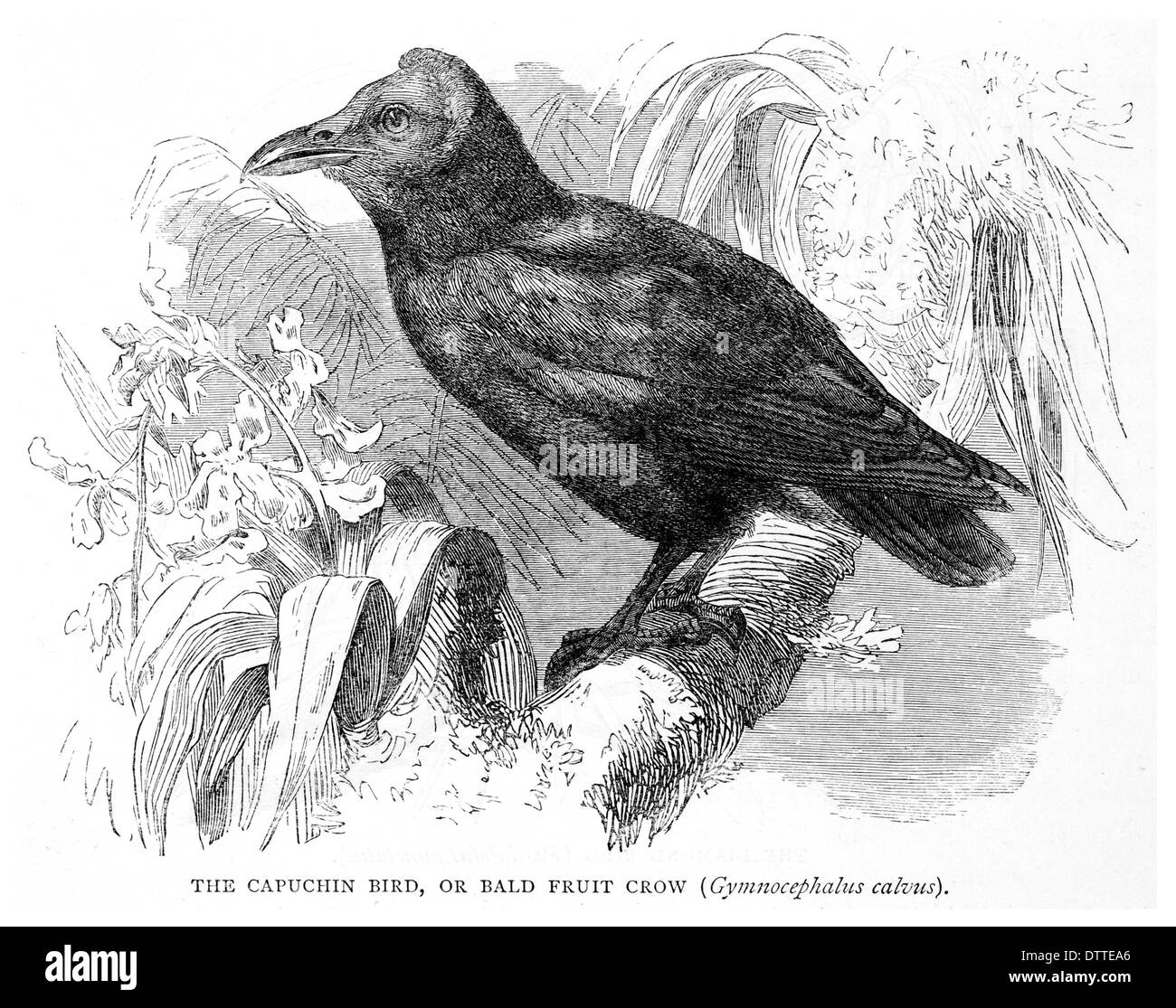 Capuchin age hi-res stock photography and images - Alamy