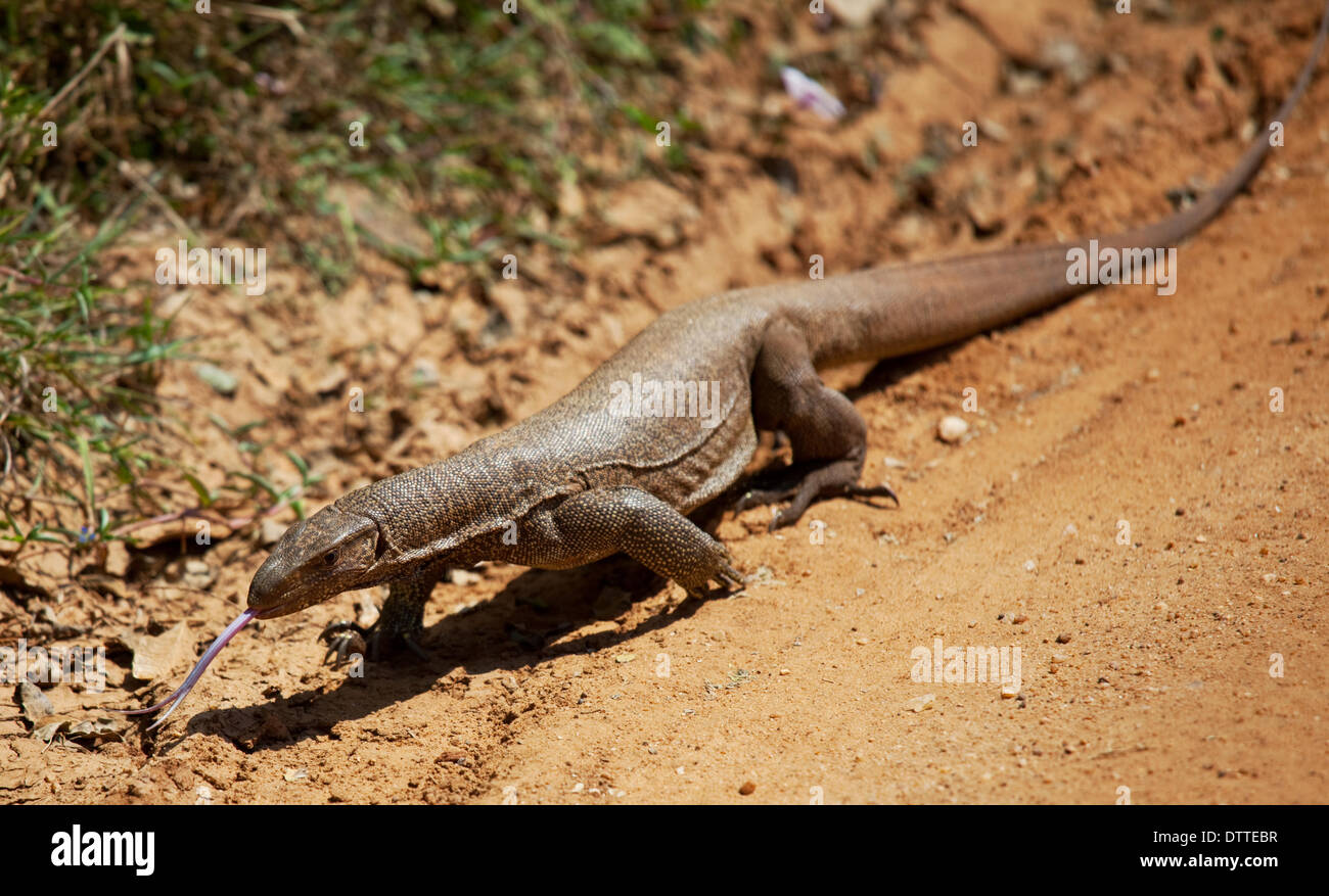 Varan sri lanka hi-res stock photography and images - Alamy