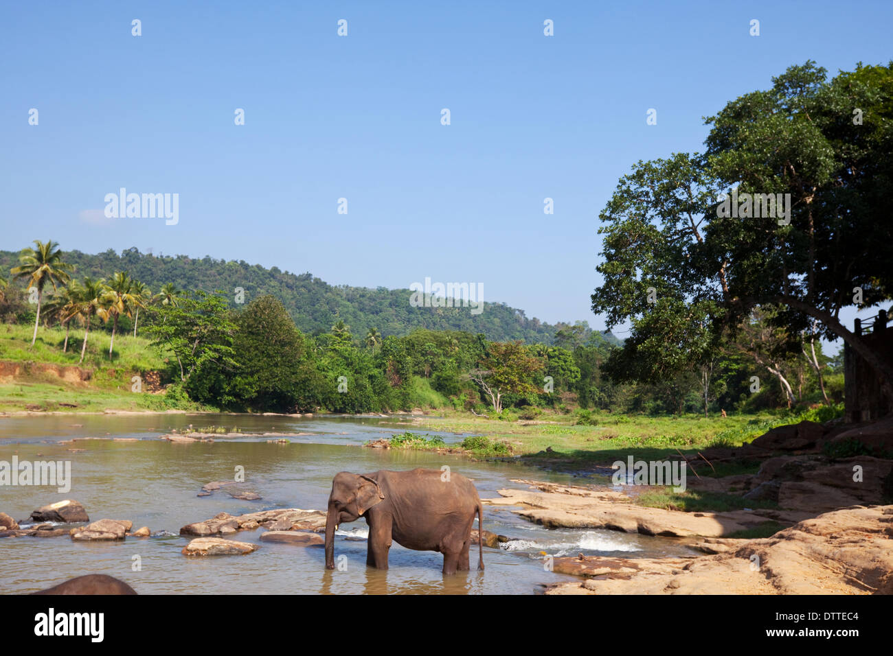 Ceylon wild elephant drink hi-res stock photography and images - Alamy