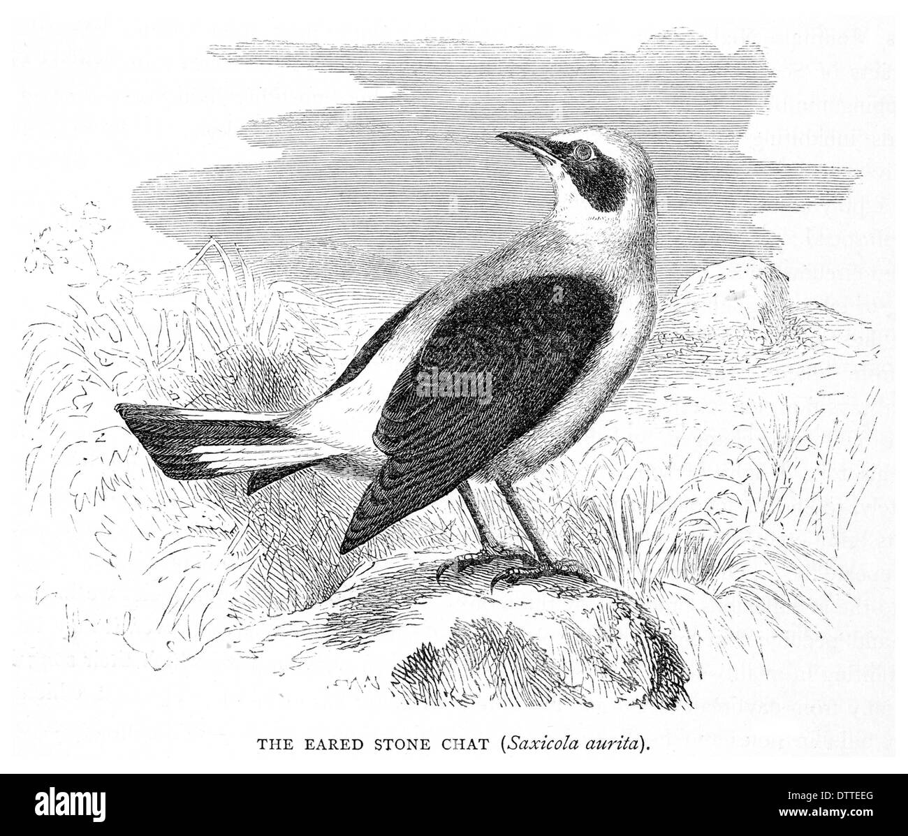 Tradition chat Cut Out Stock Images & Pictures - Alamy