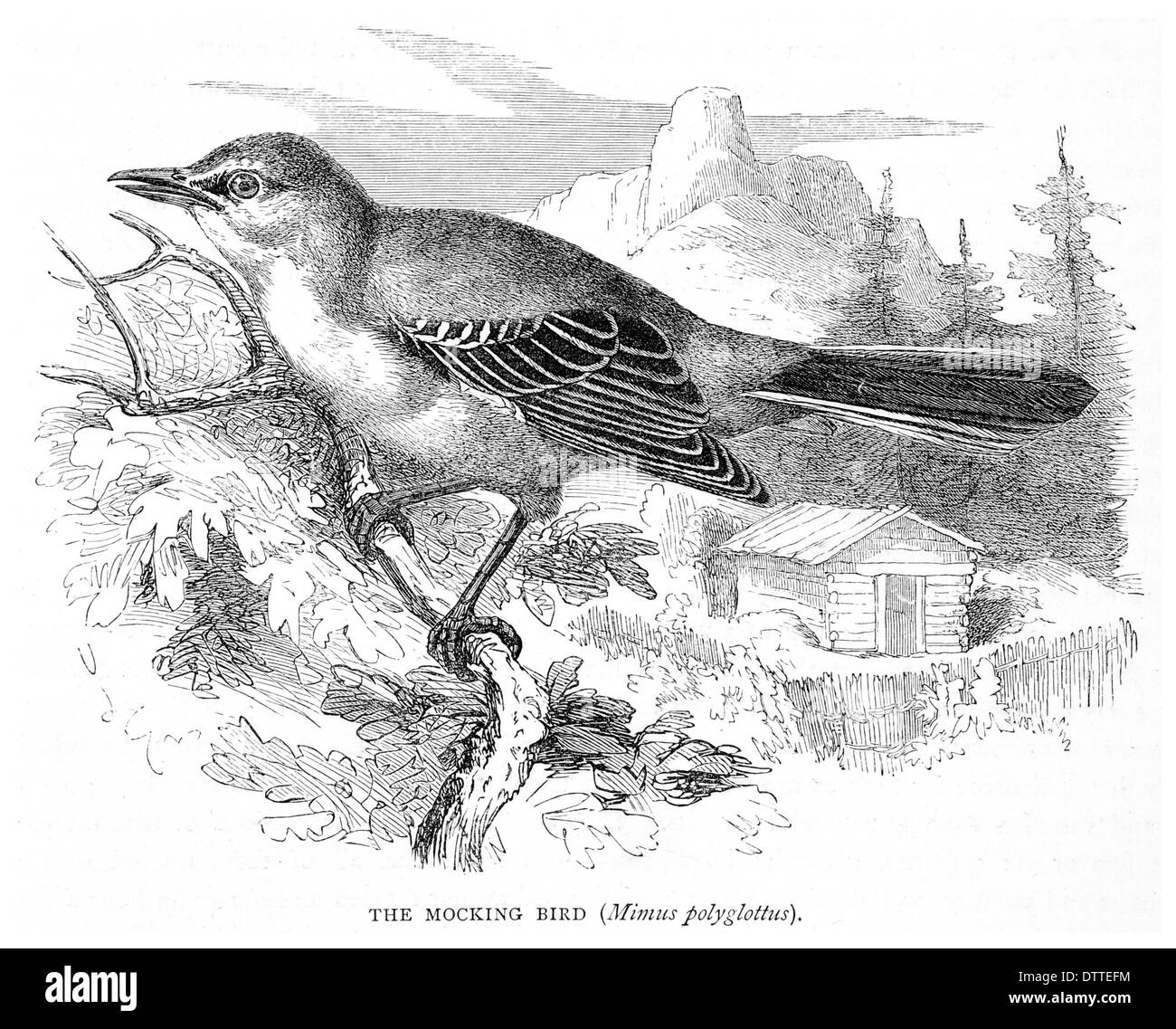 Mocking bird hi-res stock photography and images - Alamy