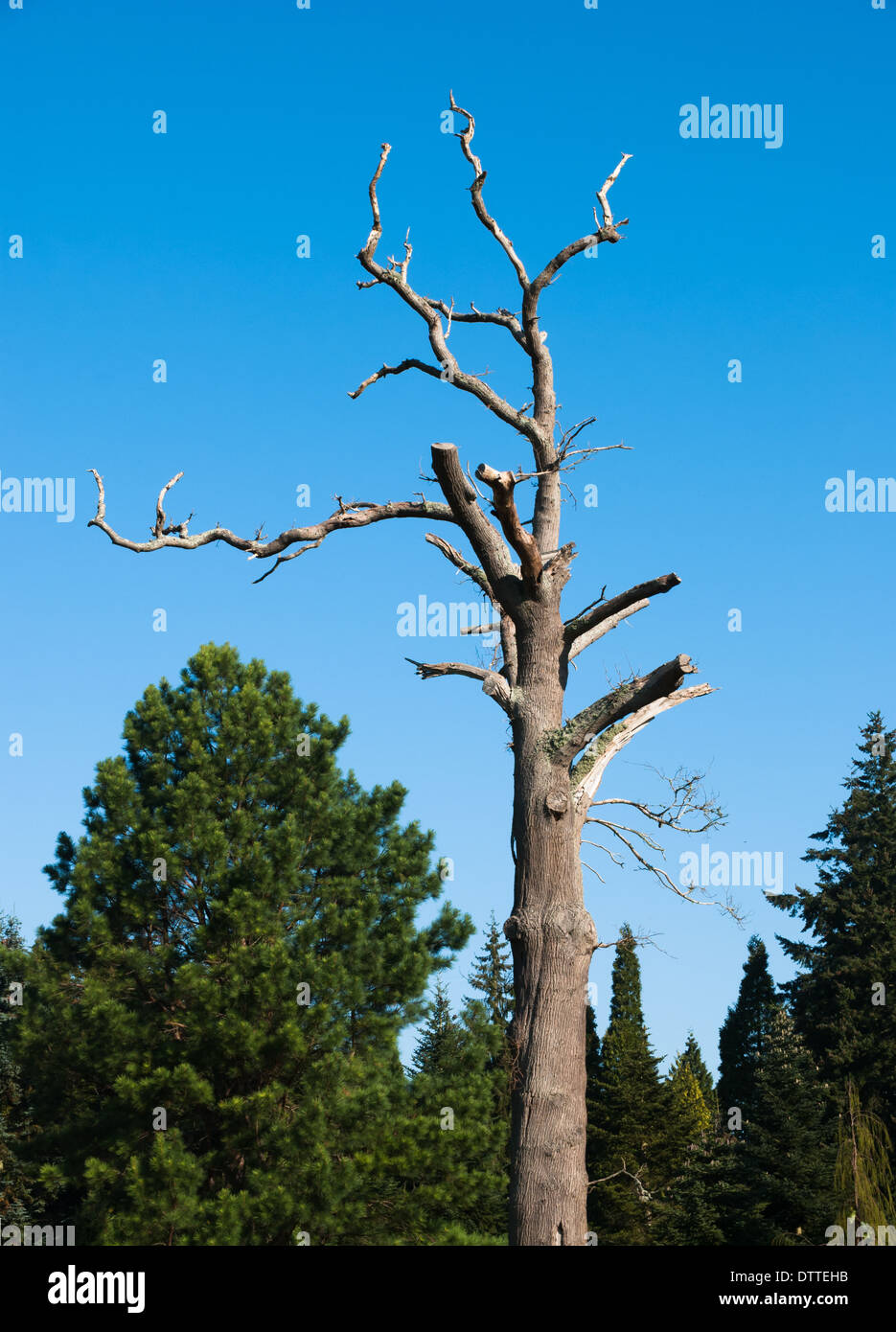 Large dead tree against blue sky Stock Photo - Alamy