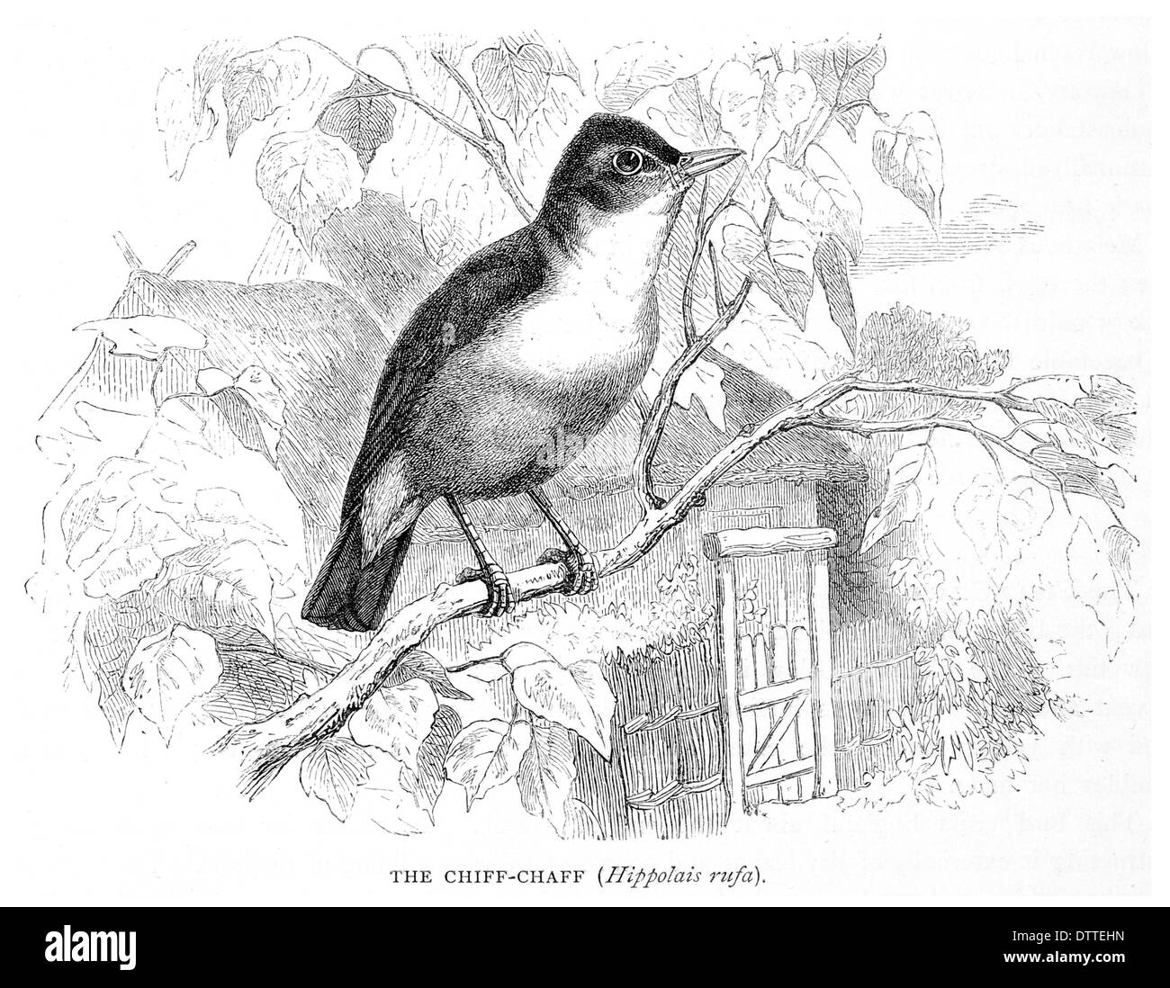 Chiff Chaff Hippolais rufa Stock Photo - Alamy