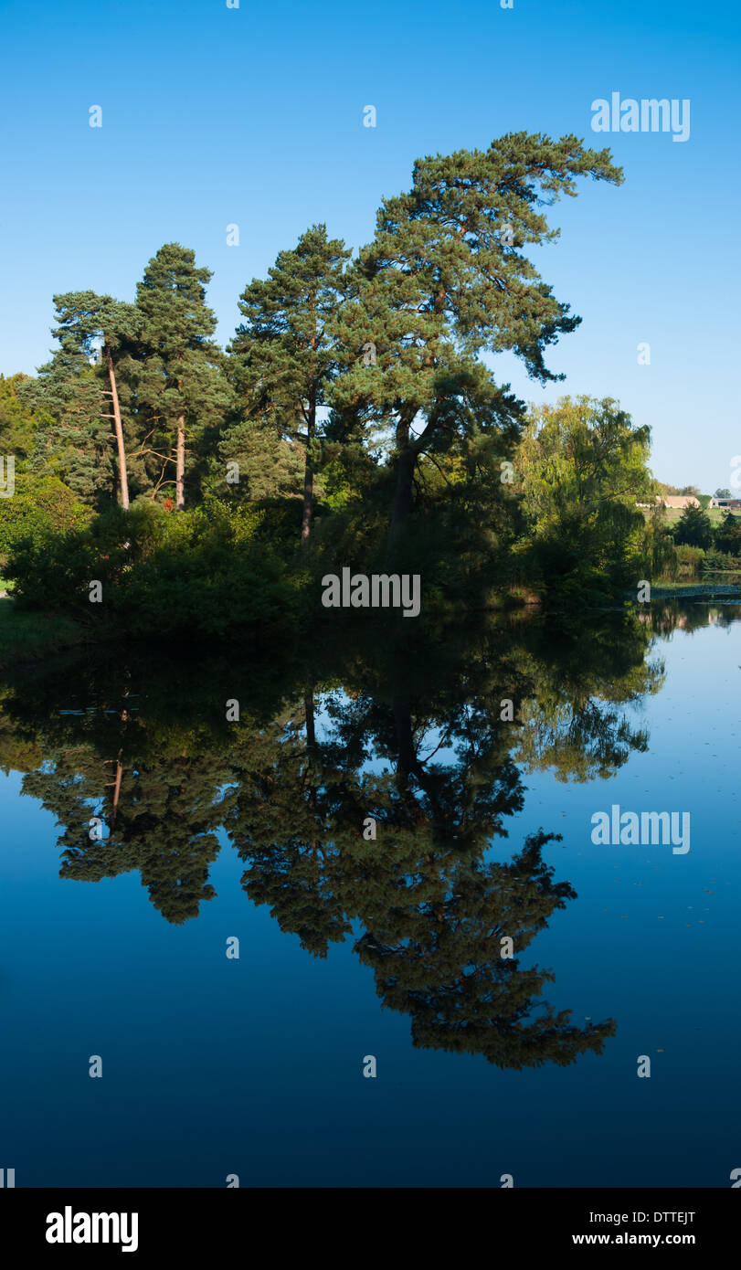 Trees and their reflections in water Stock Photo - Alamy