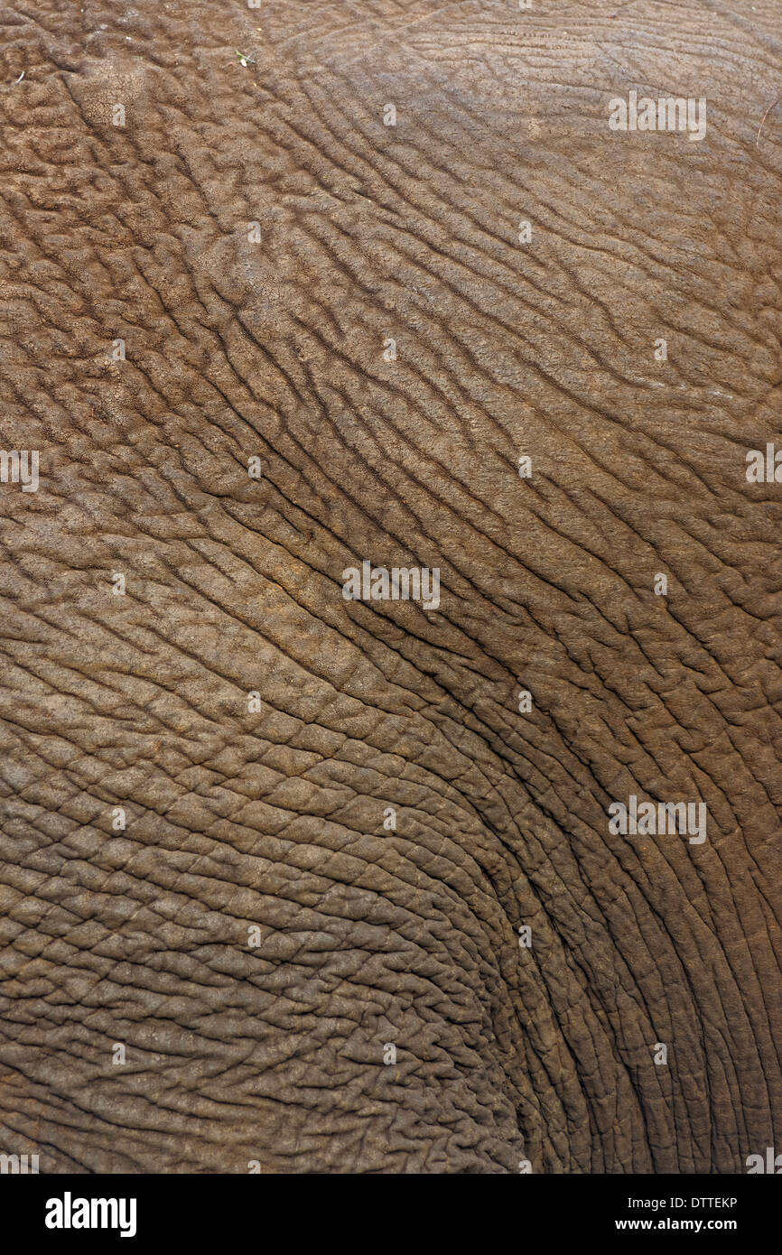 Elephant skin close up hi-res stock photography and images - Alamy