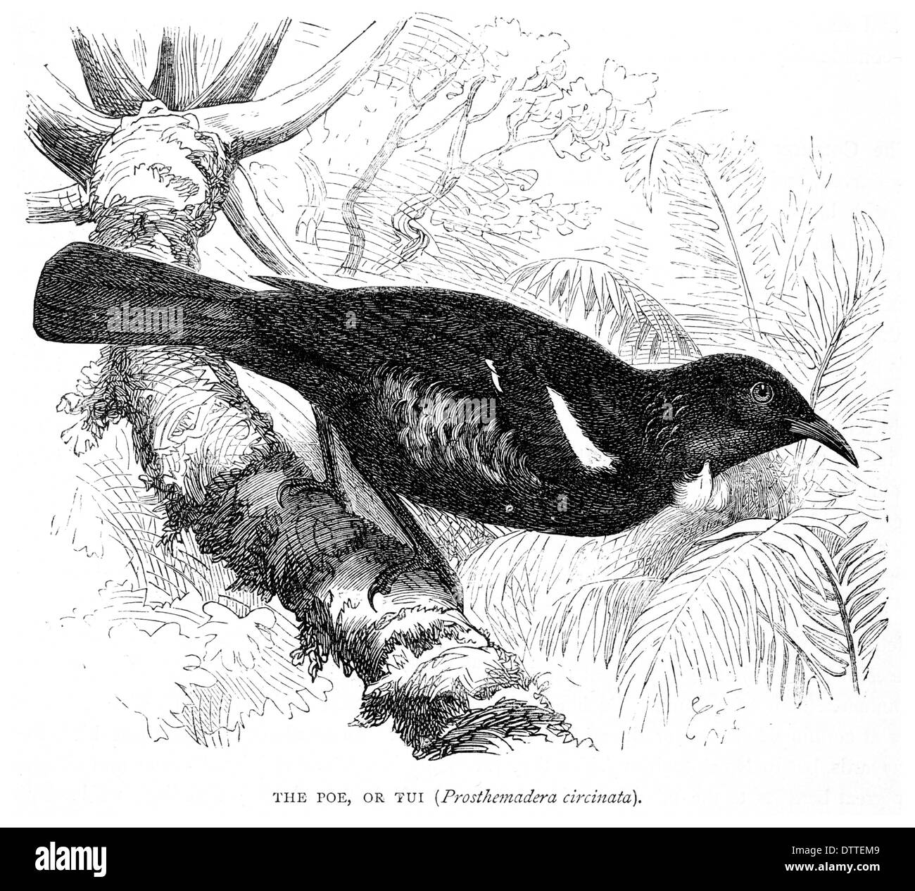 Tui tail Cut Out Stock Images & Pictures - Alamy