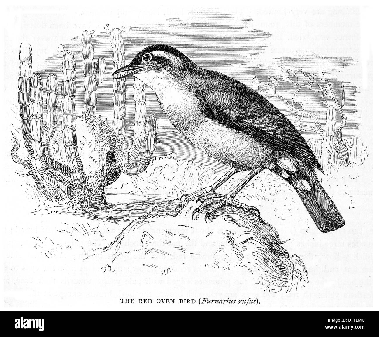 Red Oven Bird Furnarius rufus Stock Photo - Alamy