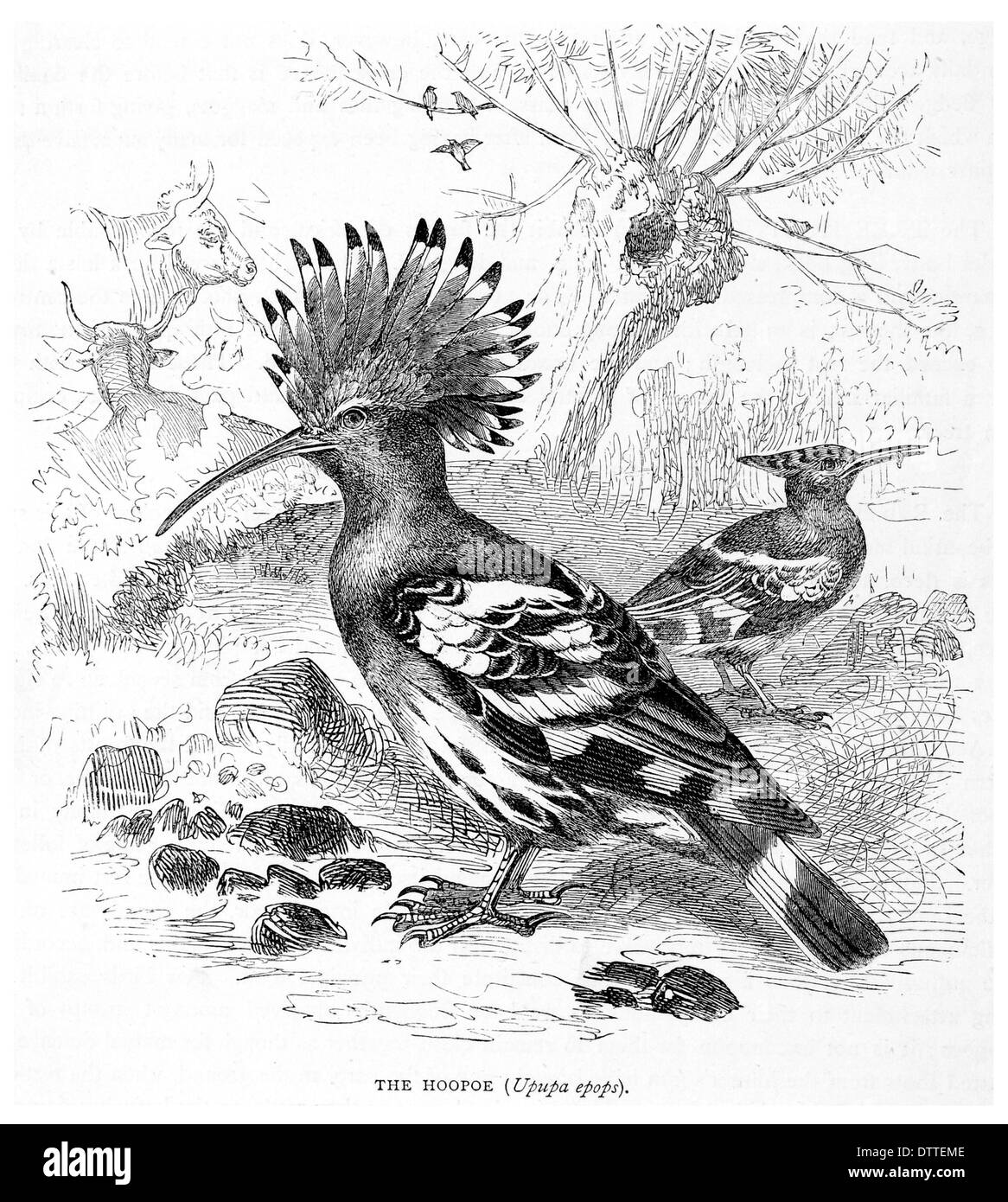 Epops Cut Out Stock Images & Pictures - Alamy