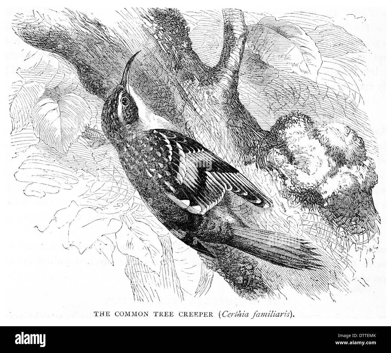 Common Tree Creeper Certhia familiaris Stock Photo - Alamy