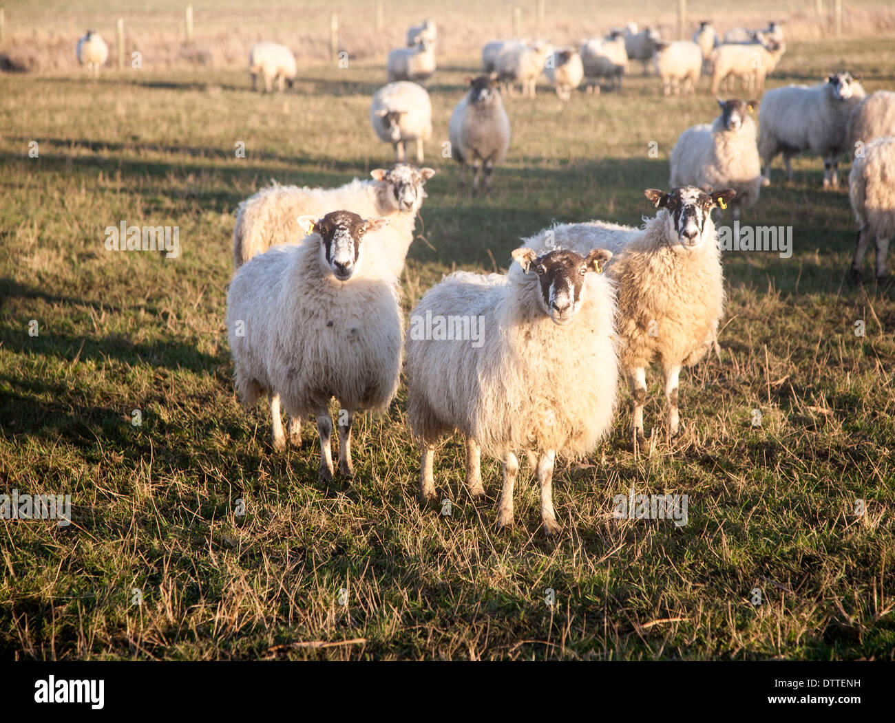 Gimmer sheep hi-res stock photography and images - Alamy