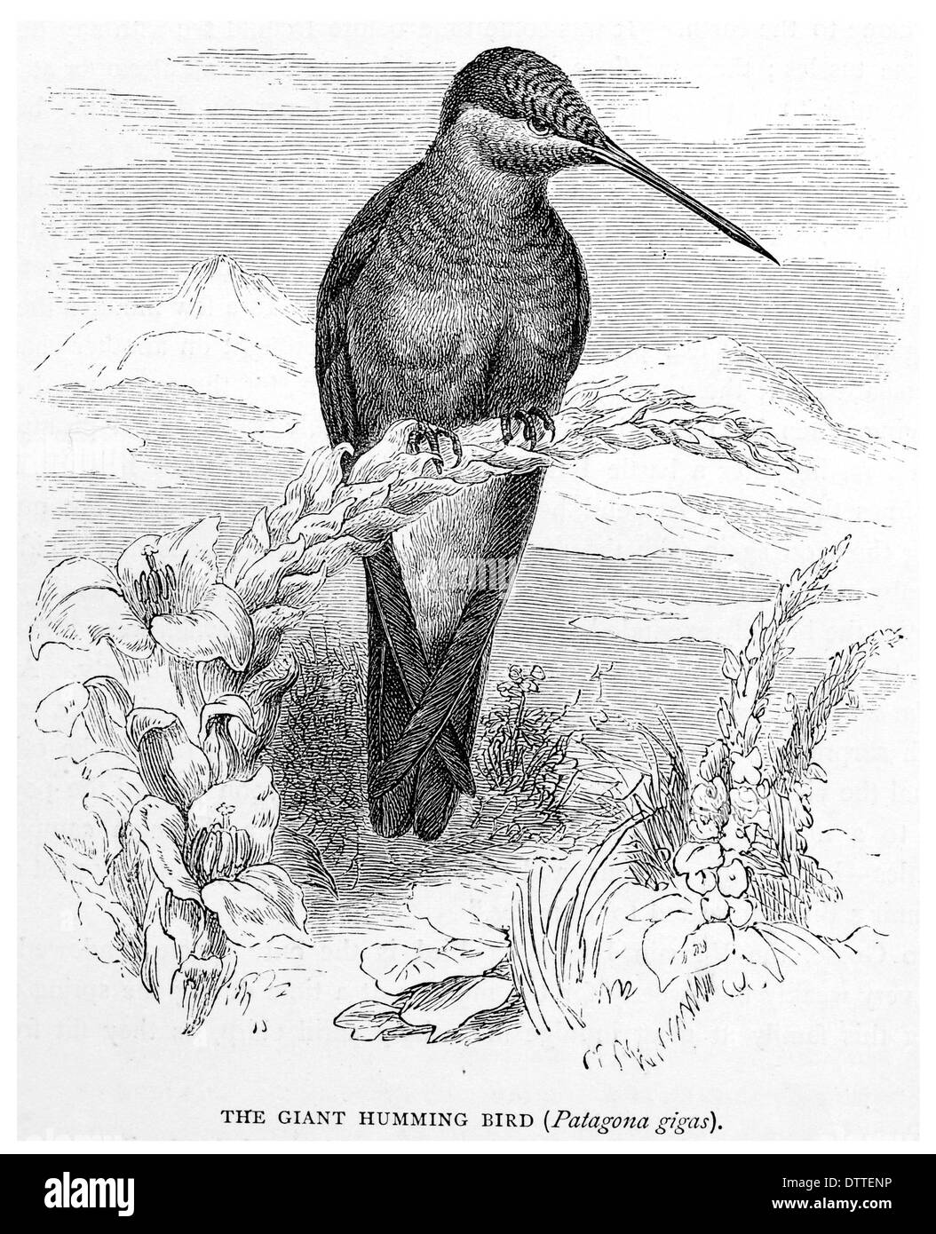 Portrait humming bird hi-res stock photography and images - Alamy