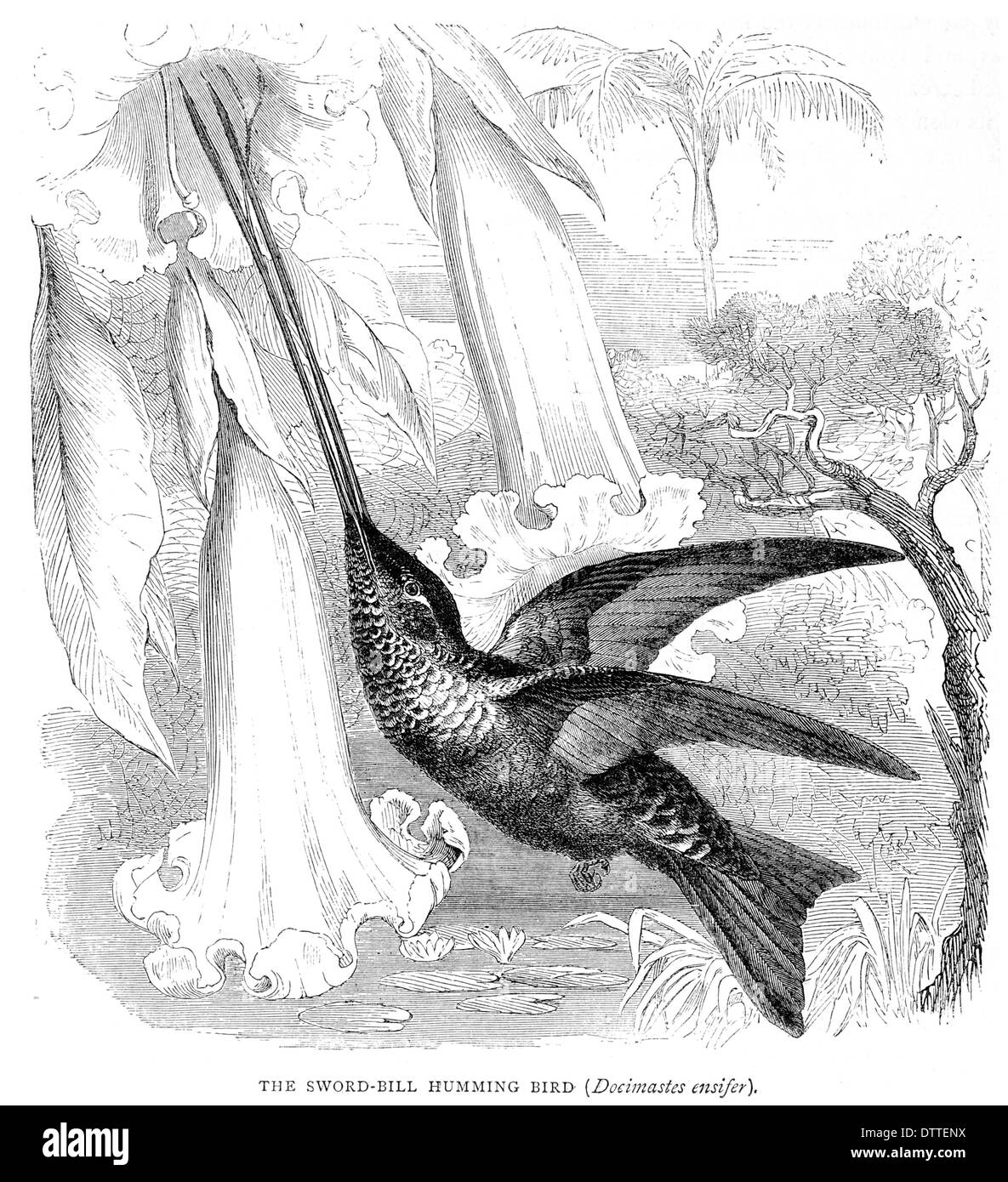 Black bill engraving Black and White Stock Photos & Images - Alamy