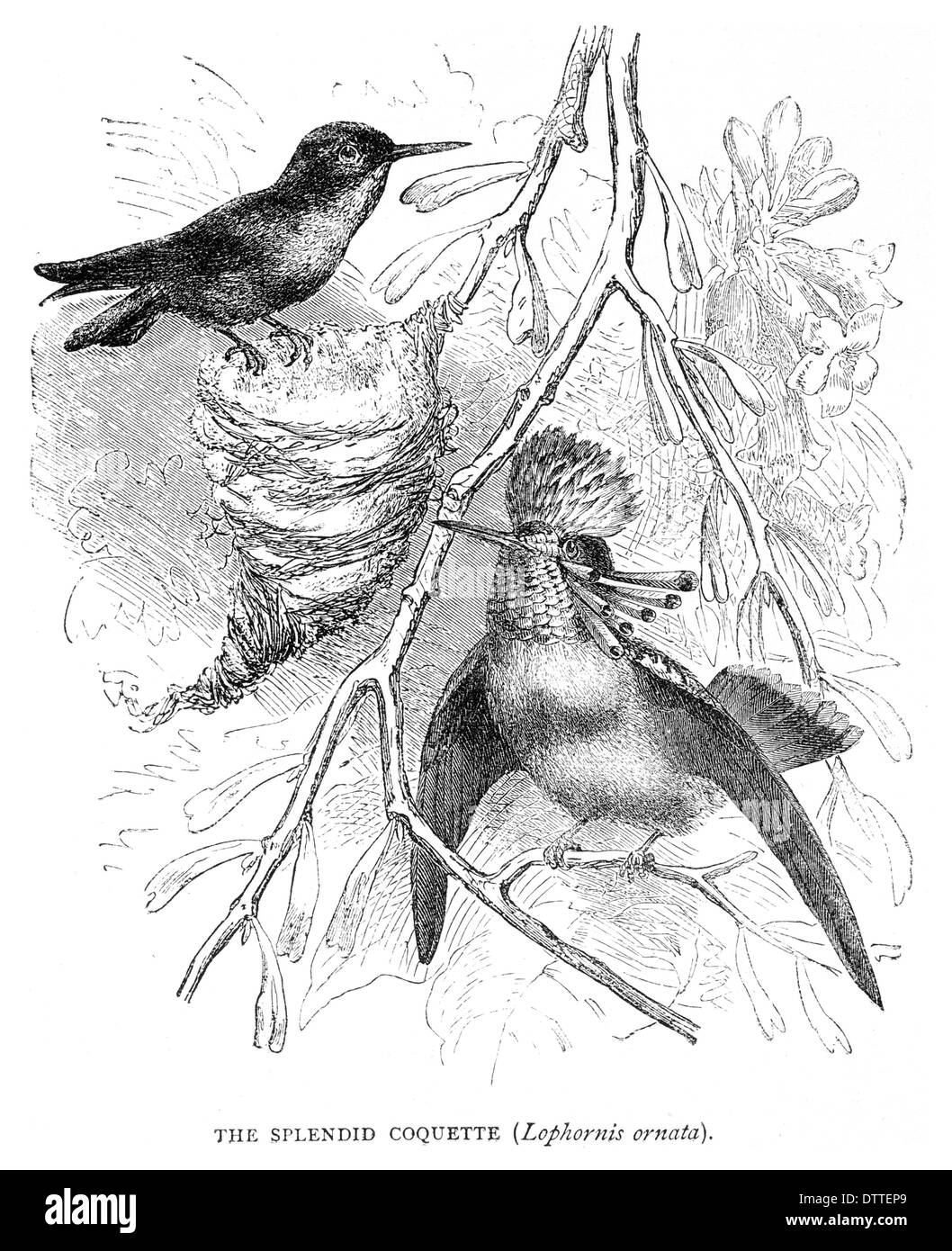 The coquette Cut Out Stock Images & Pictures - Alamy