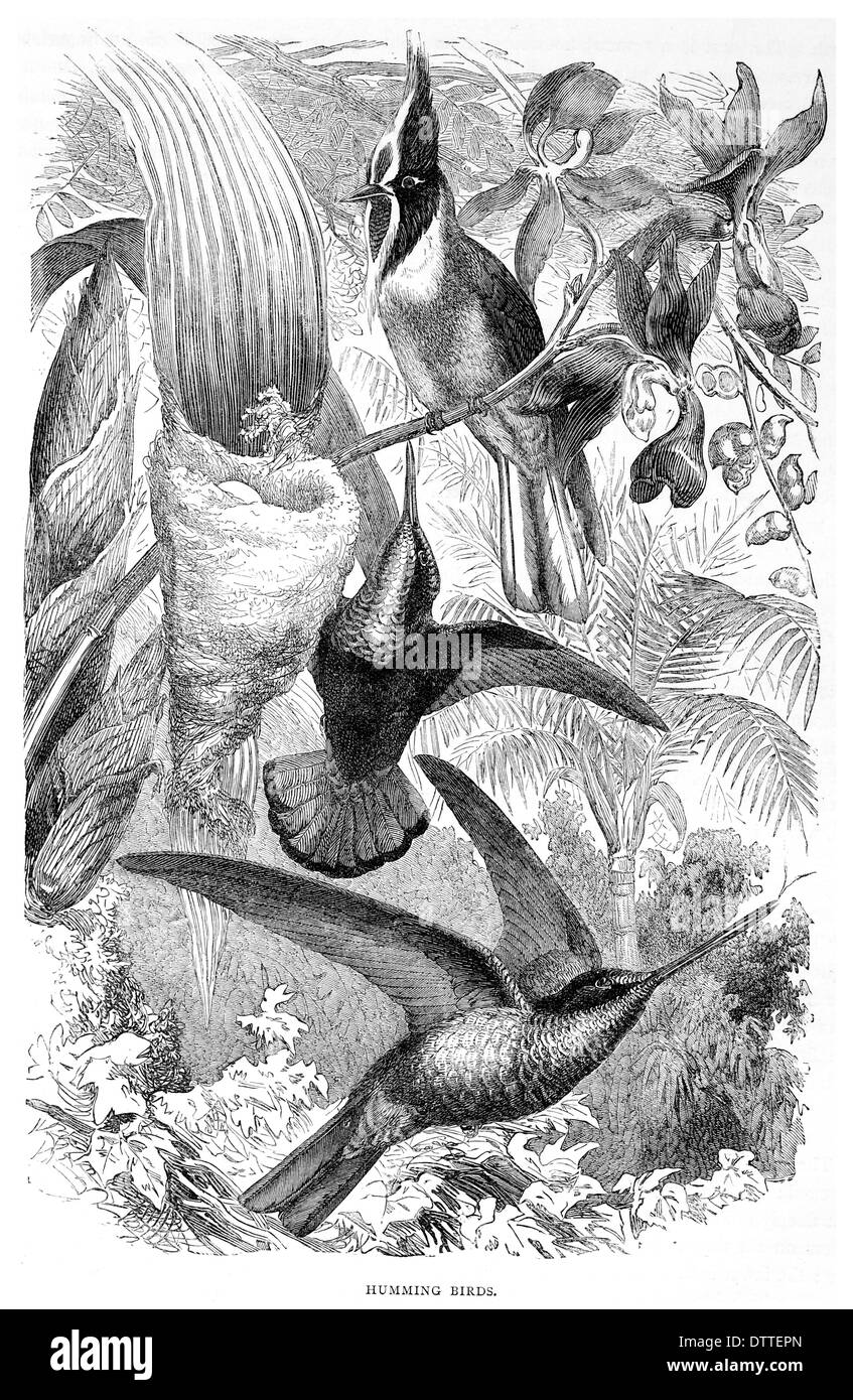 Birds colour Black and White Stock Photos & Images - Alamy