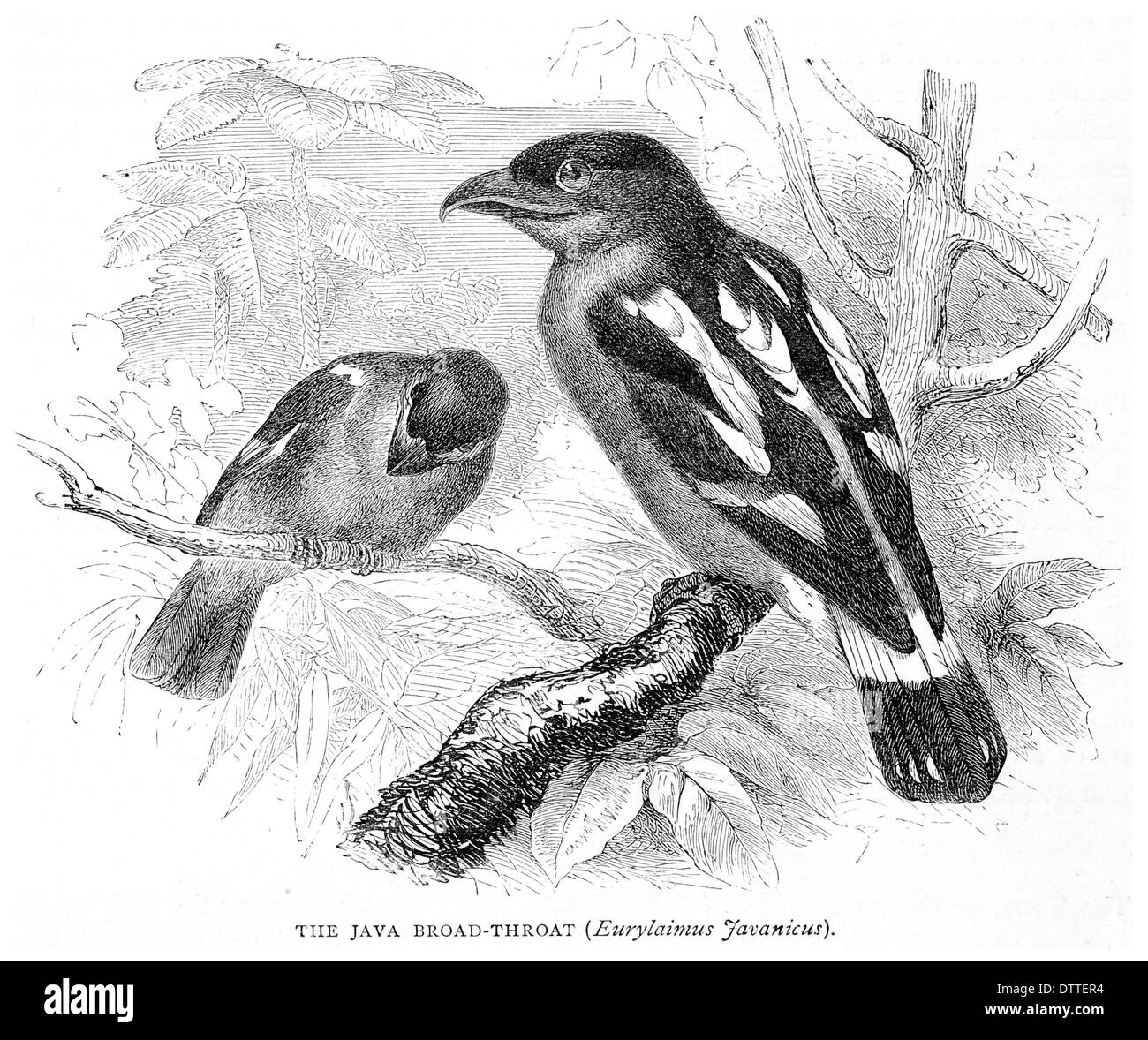 Java w hi-res stock photography and images - Alamy