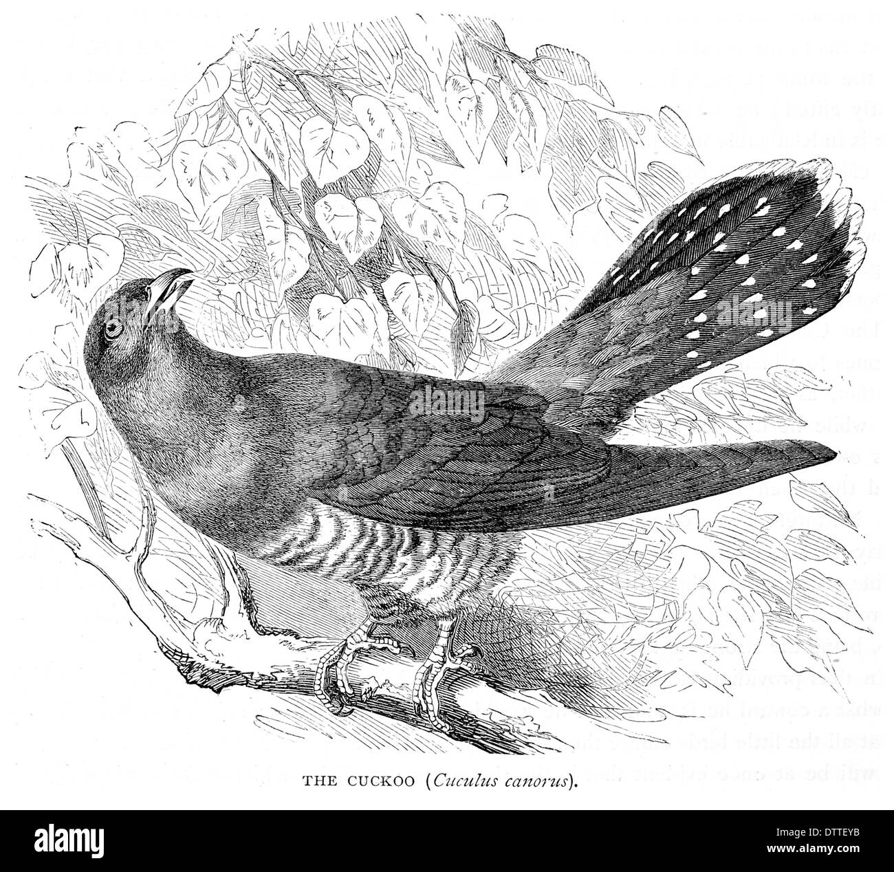 Cuckoo Cuculus canorus Stock Photo - Alamy