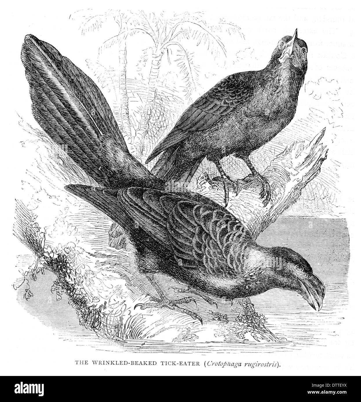 Wrinkled Beaked Tick Eater Crotophaga rugirostris Stock Photo - Alamy