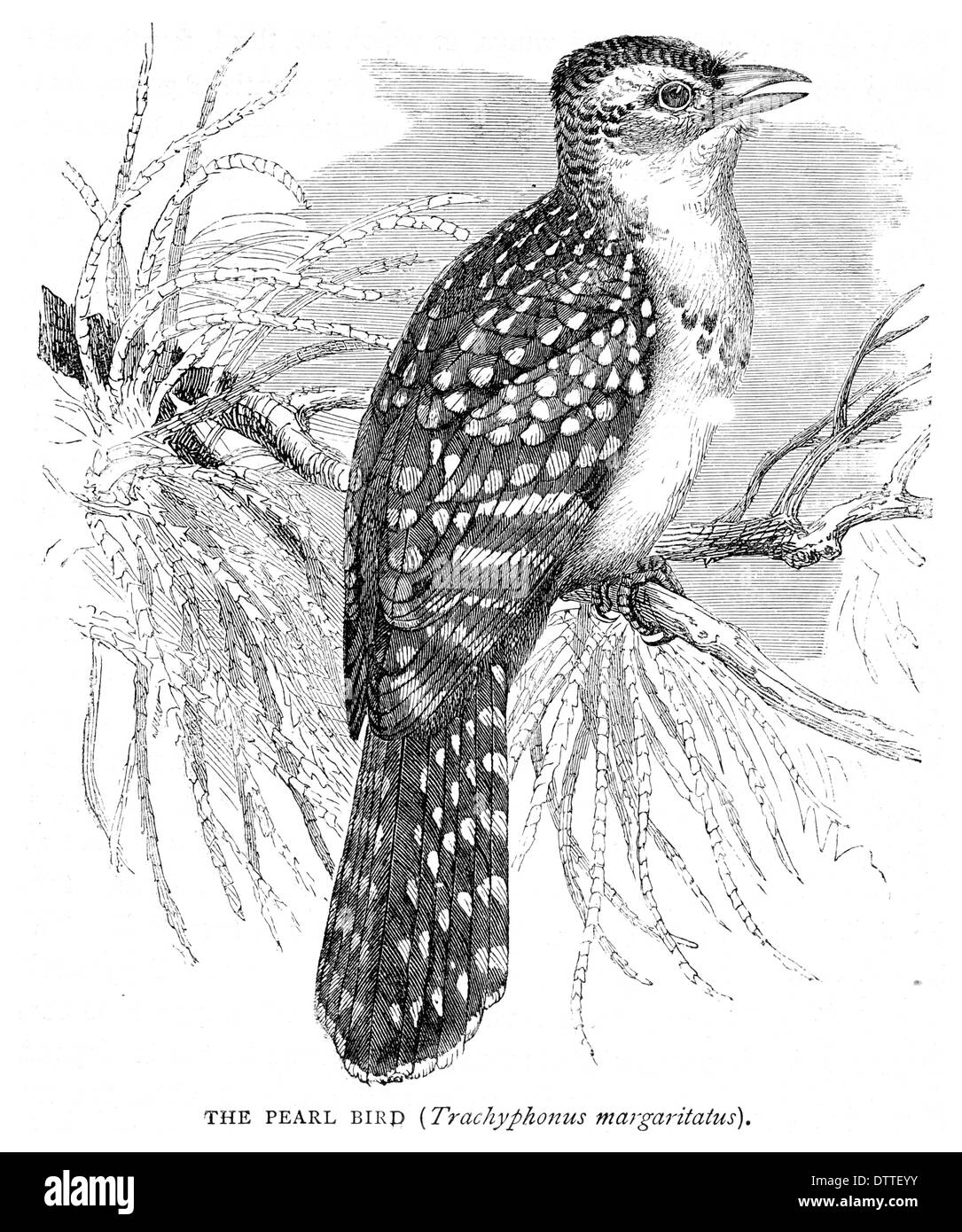 Pearl Bird Trachyphonus margaritatus Stock Photo - Alamy