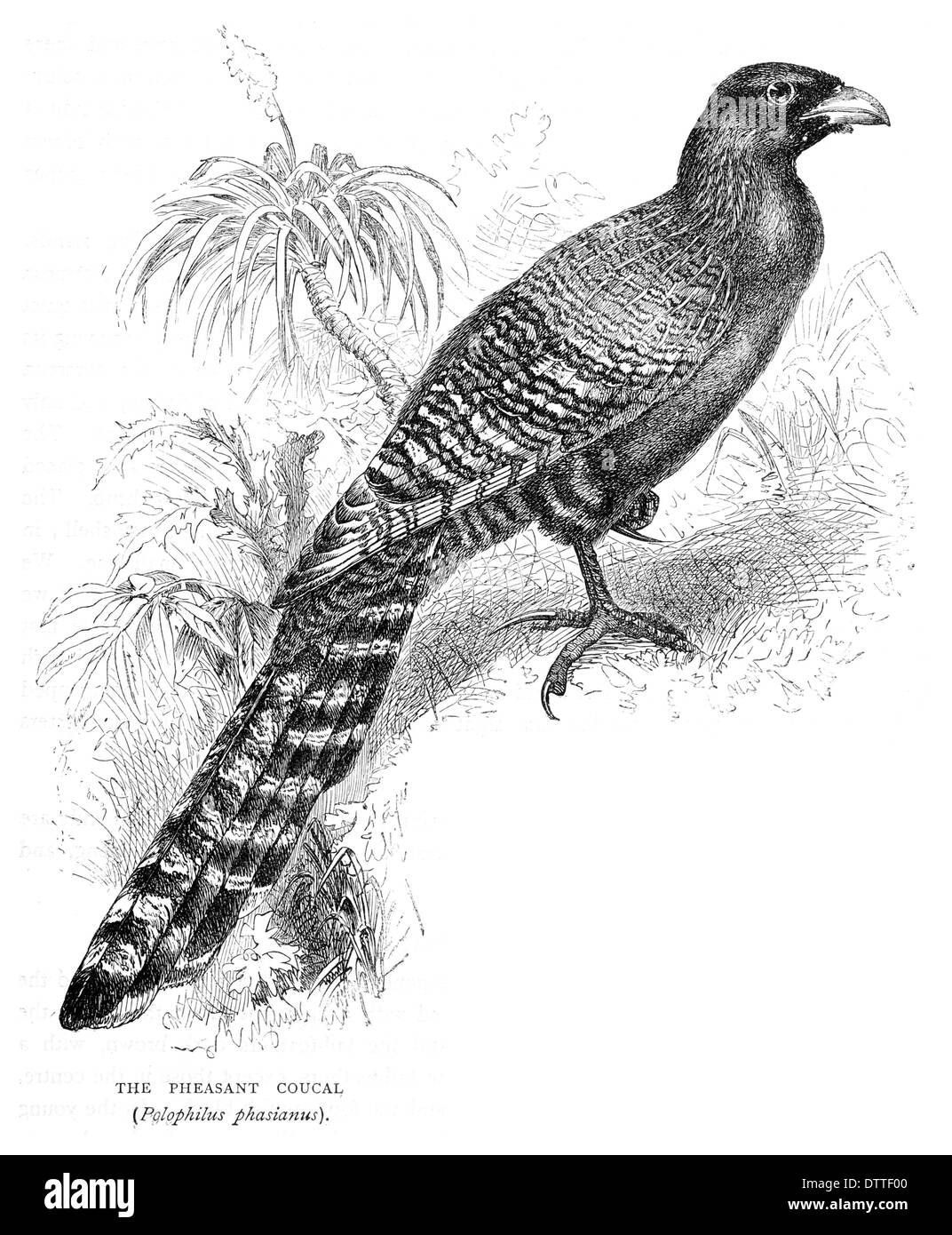 White feathered pheasant hi-res stock photography and images - Alamy