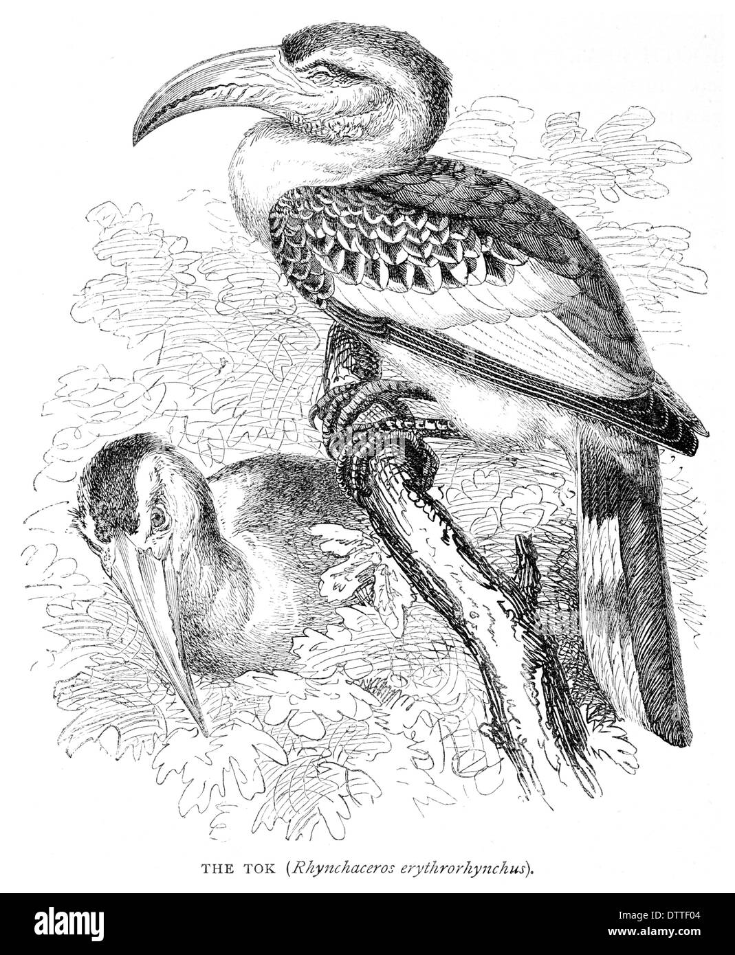 Rhynchaceros hi-res stock photography and images - Alamy