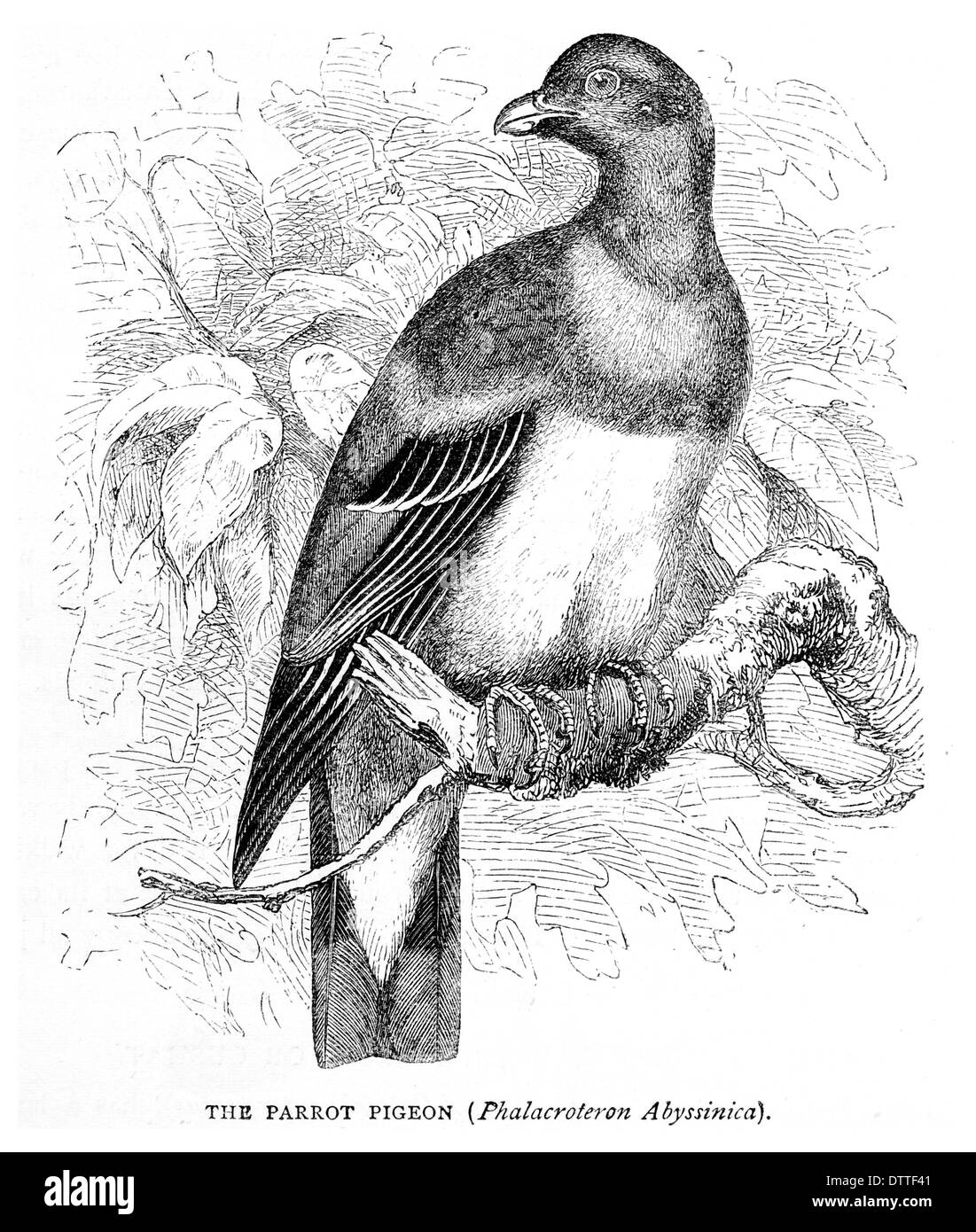 Parrot Pigeon Phalacroteron Abyssinica Stock Photo - Alamy