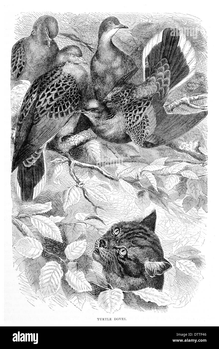 Two turtle doves hi-res stock photography and images - Alamy