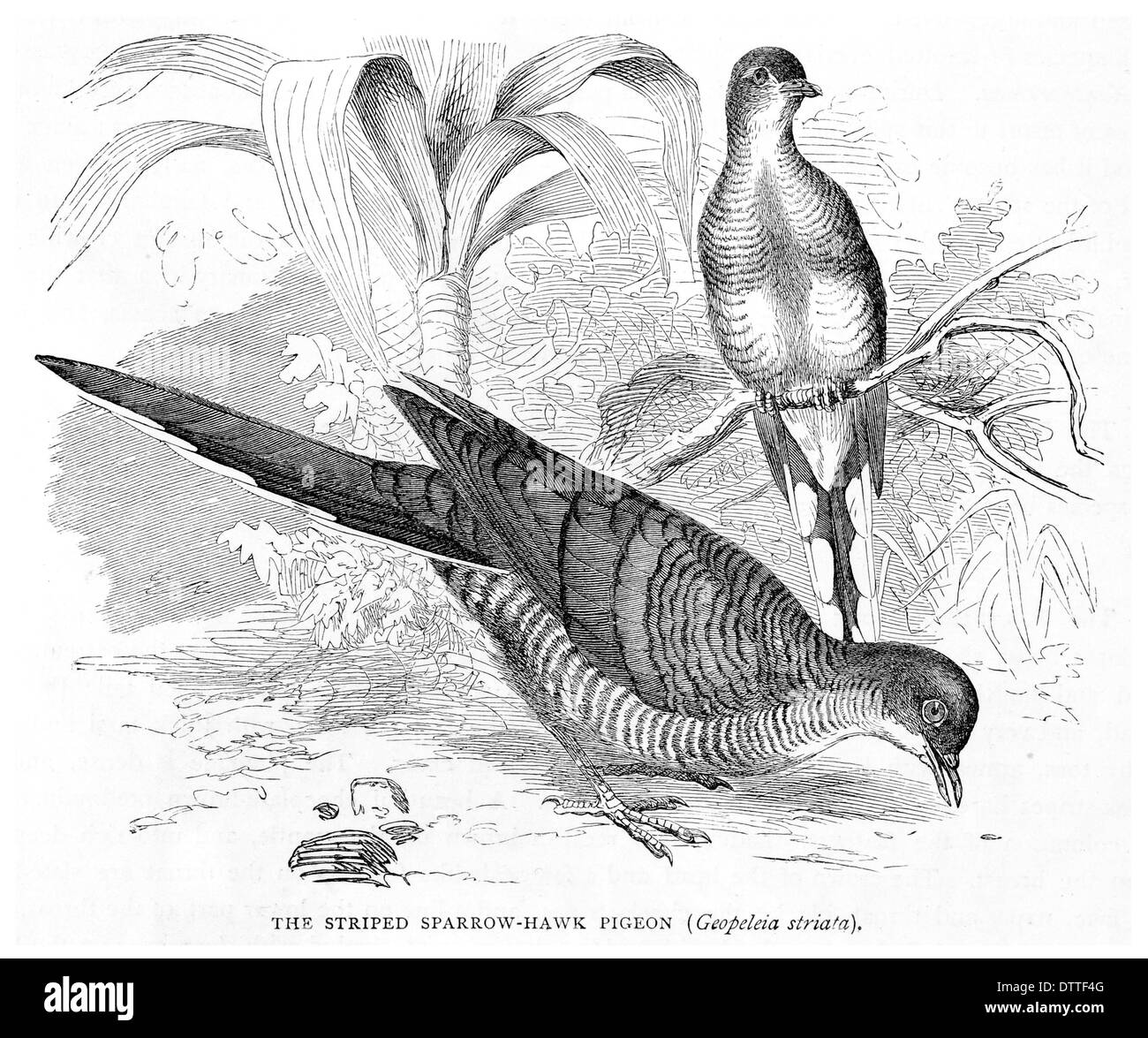 Striped Sparrow Hawk Pigeon Geopeleia striata Stock Photo - Alamy