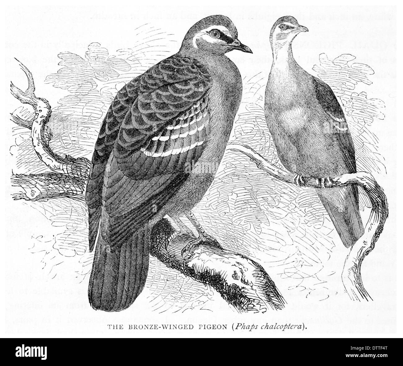 Rare bronze Cut Out Stock Images & Pictures - Alamy