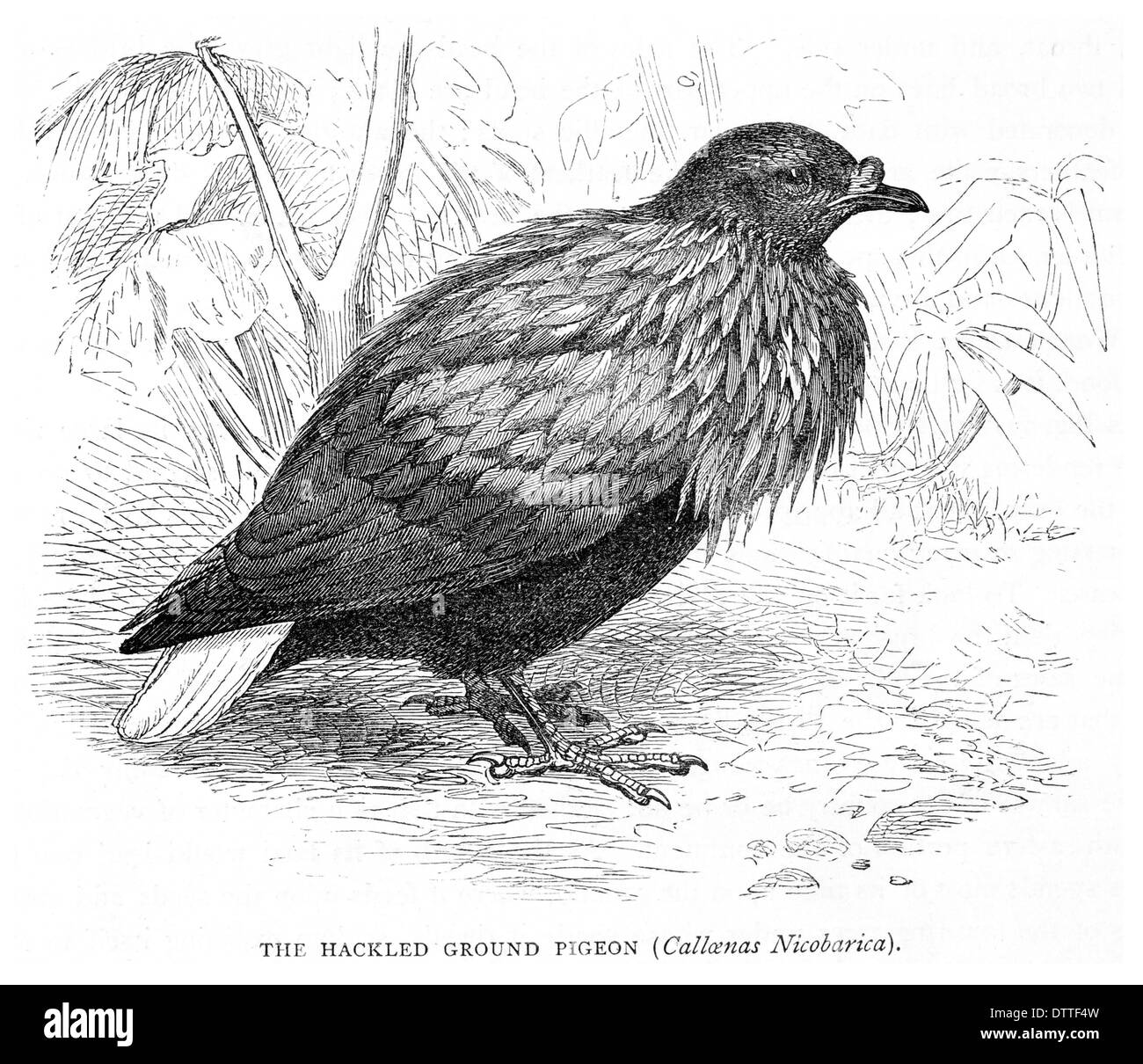 Copper pigeon Black and White Stock Photos & Images - Alamy