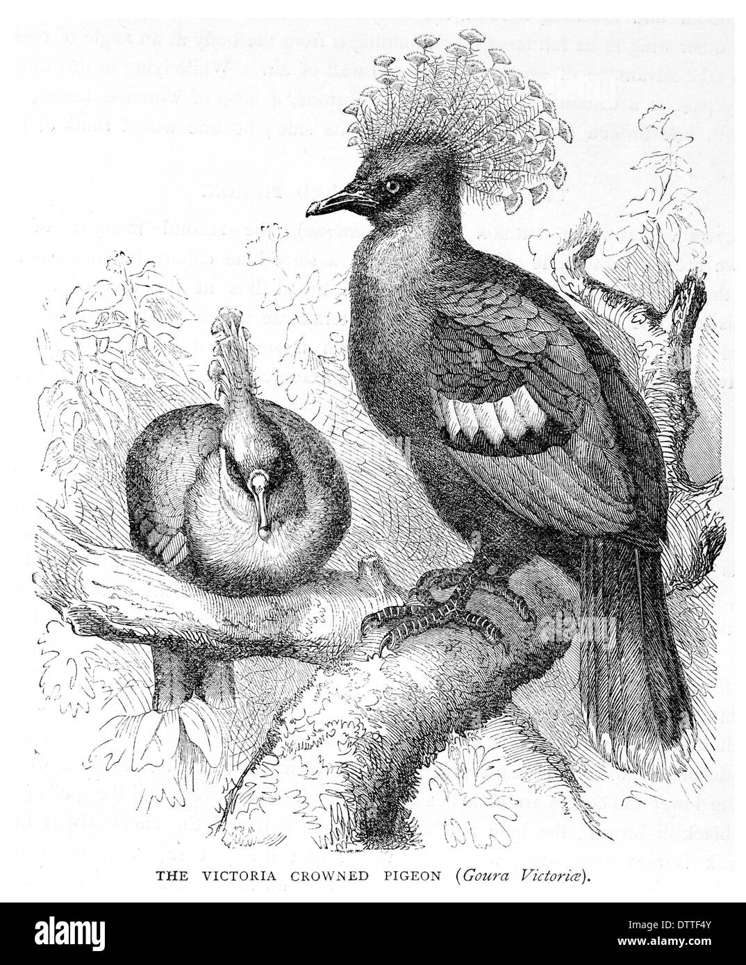 Victorian crowned pigeon Cut Out Stock Images & Pictures - Alamy