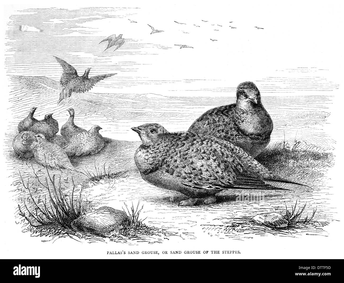 Pallas Sand Grouse of the Steppes Stock Photo - Alamy