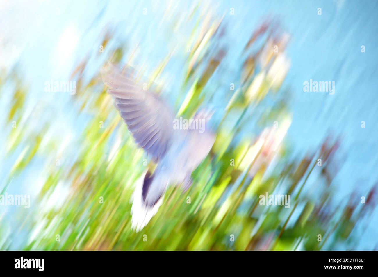 Dove in Flight Stock Photo - Alamy
