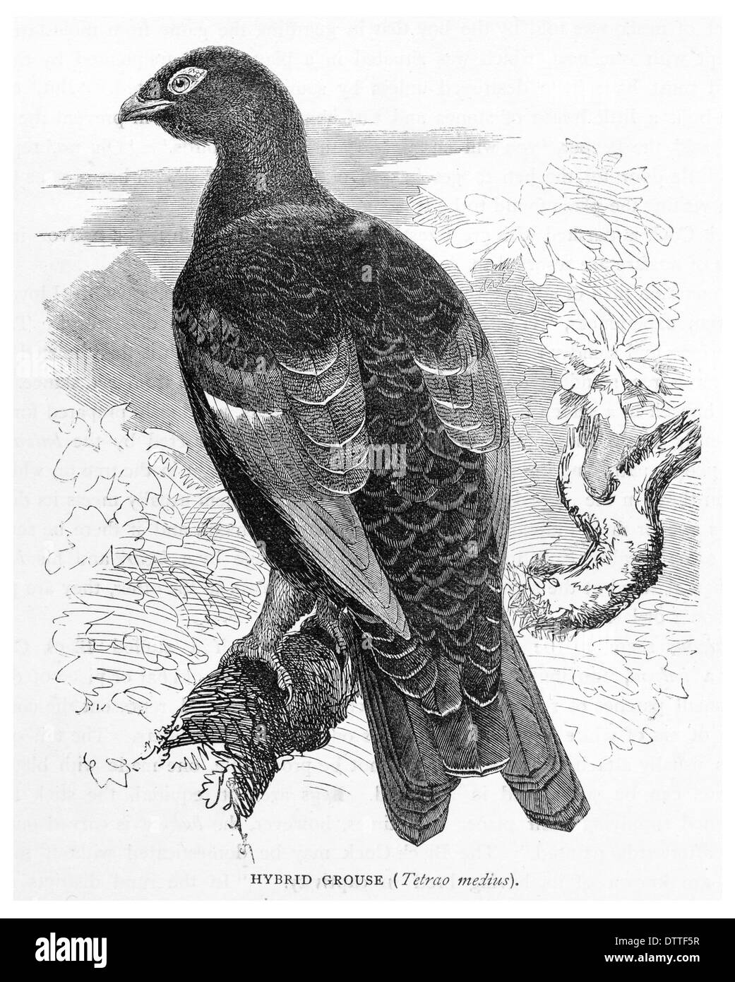 Hybrid legged hi-res stock photography and images - Alamy