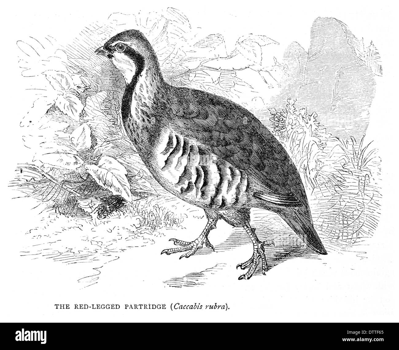 Red legged partridge flight Black and White Stock Photos & Images - Alamy