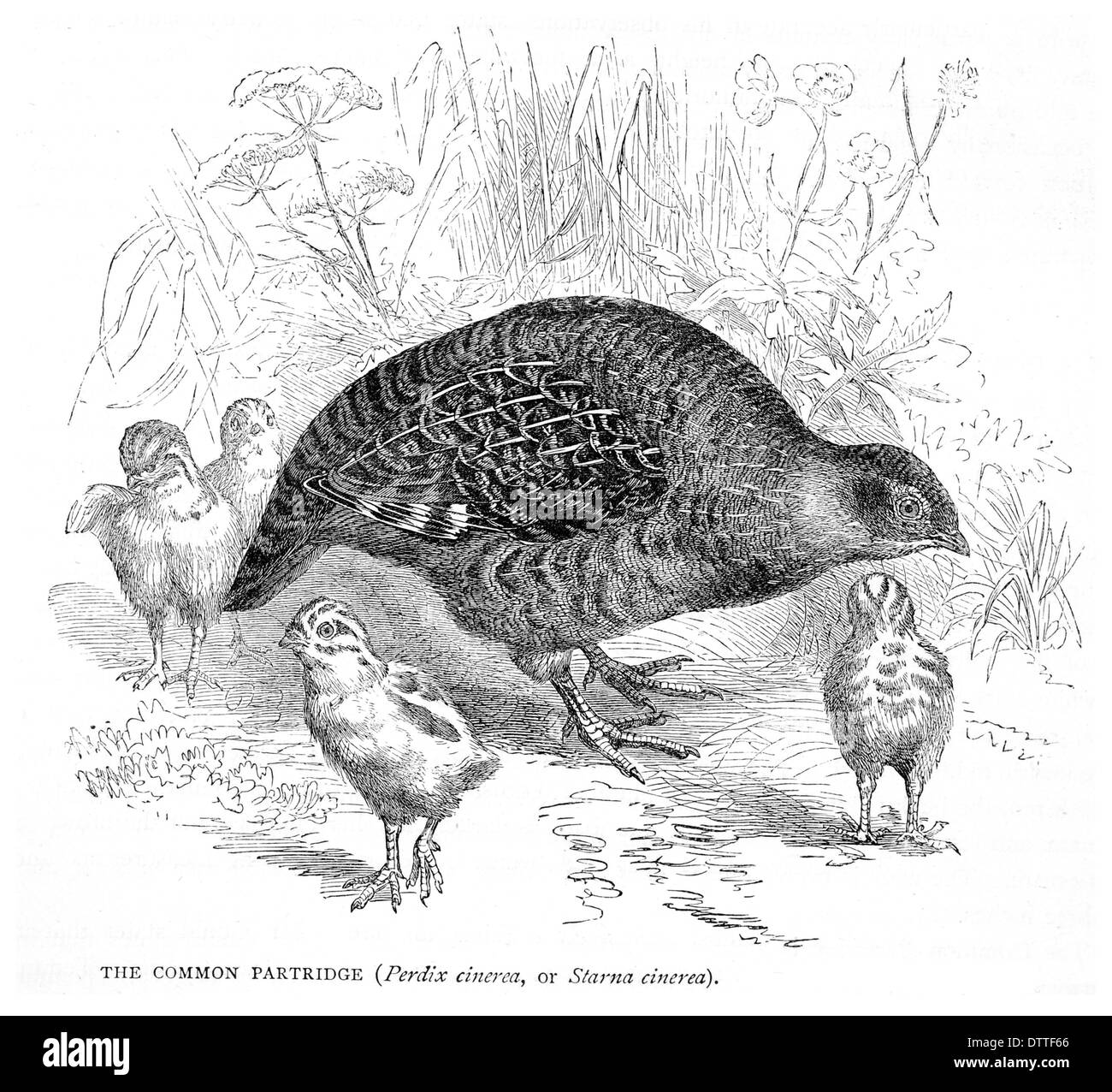 Common Partridge Perdix cinerea or Starna cinerea Stock Photo - Alamy