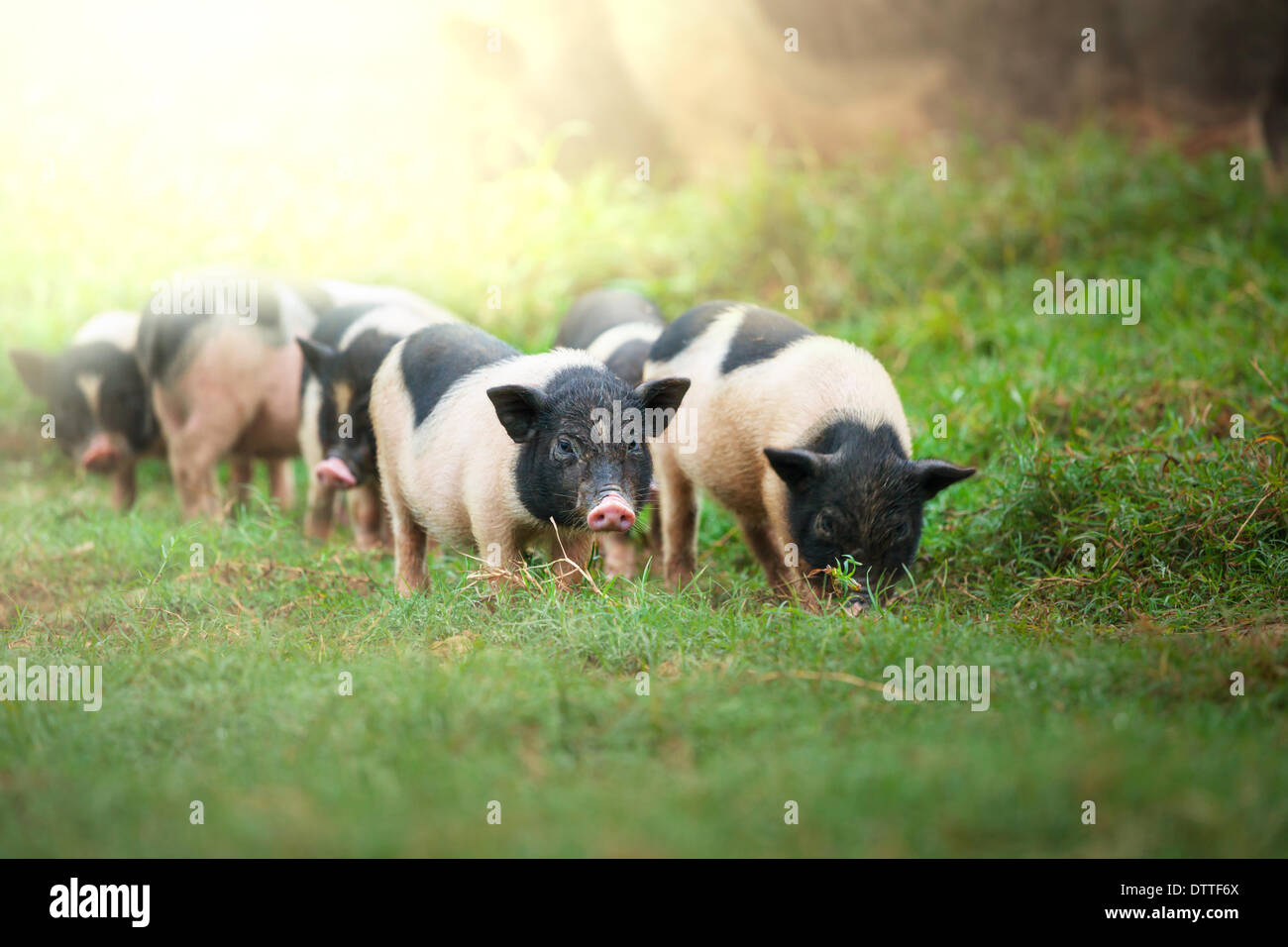 Vietnamese fauna hi-res stock photography and images - Alamy