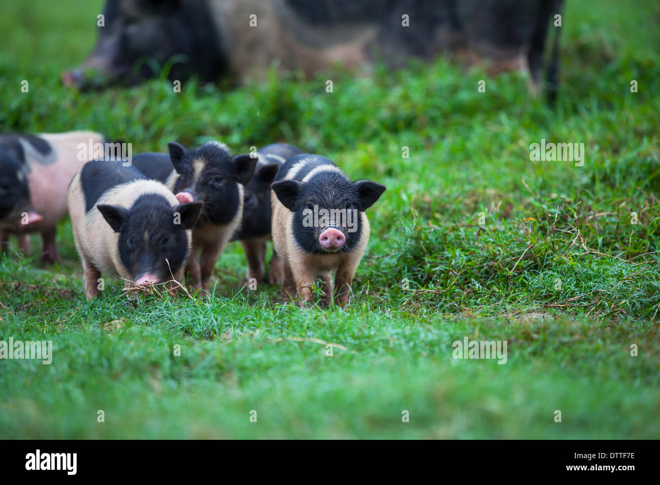 Vietnamese pot bellied pig baby hi-res stock photography and images - Alamy
