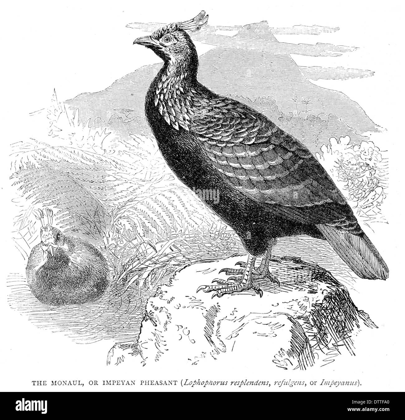 Lophophorus hi-res stock photography and images - Alamy