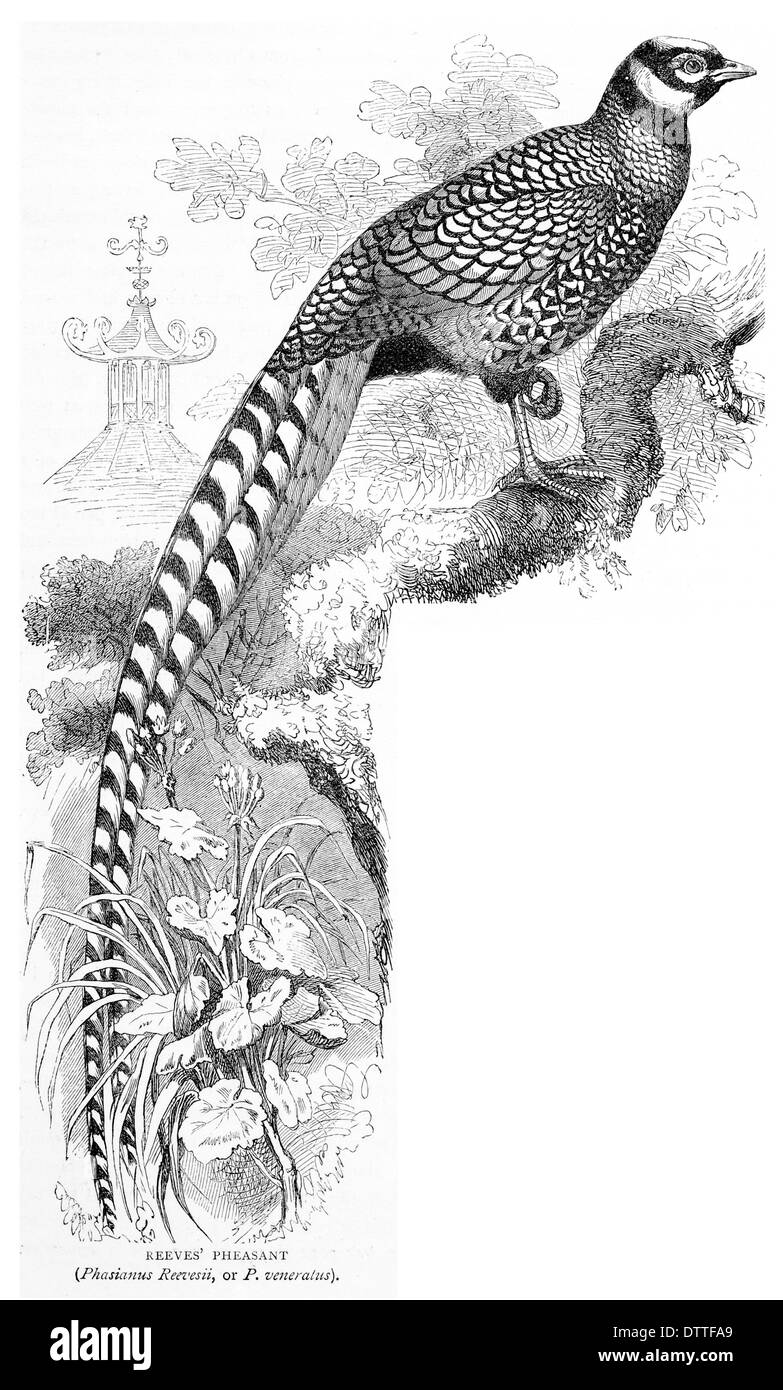 Pheasant bird illustration Cut Out Stock Images & Pictures - Alamy