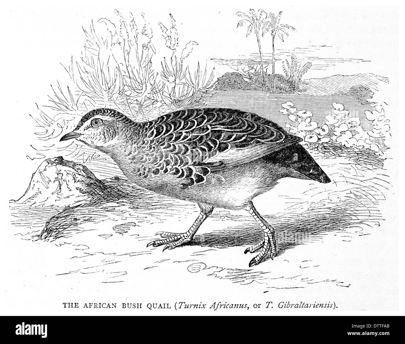 African Bush Quail Turnix Africanus Gibraltariensis Stock Photo - Alamy