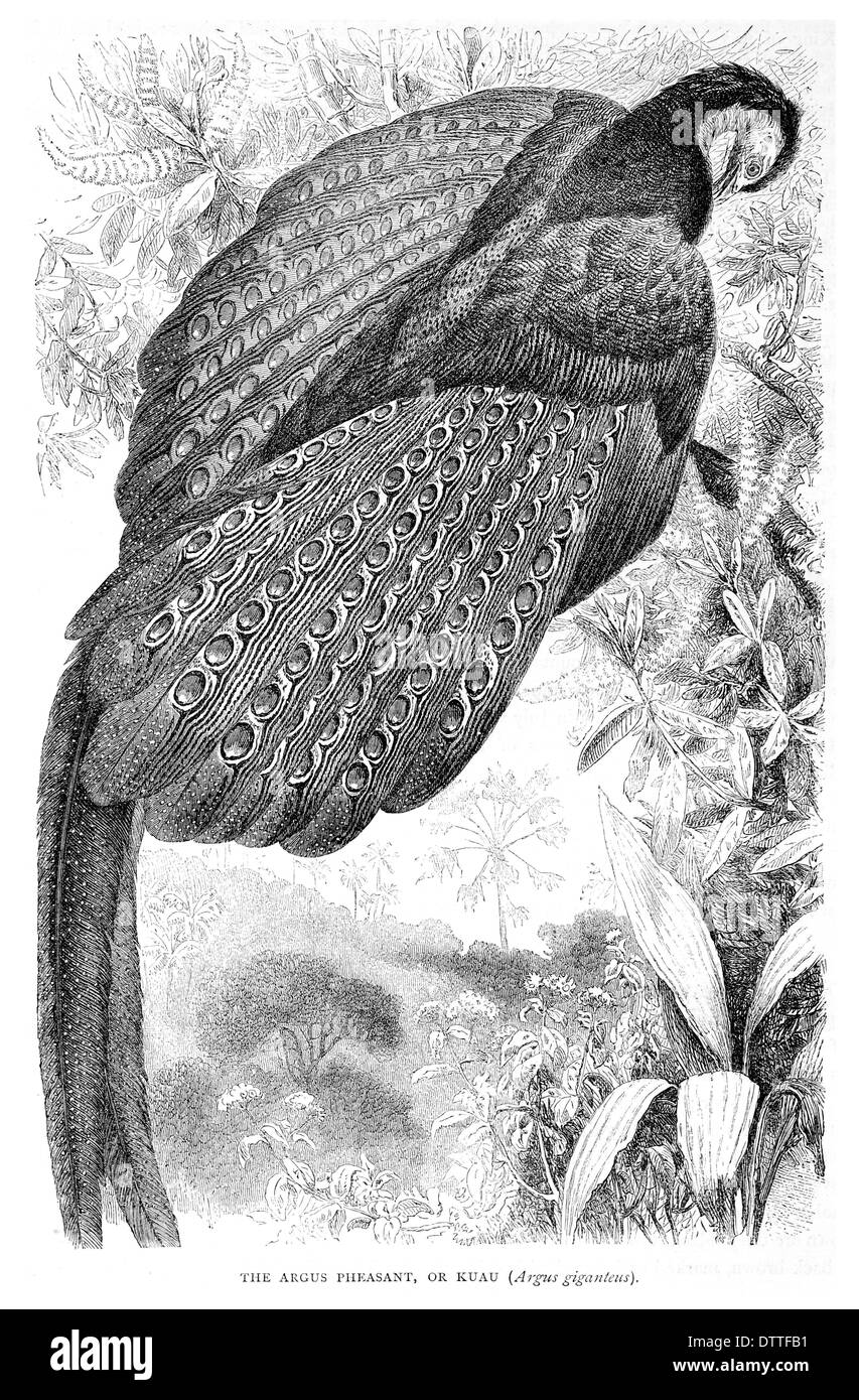 Argus pheasant hi-res stock photography and images - Alamy