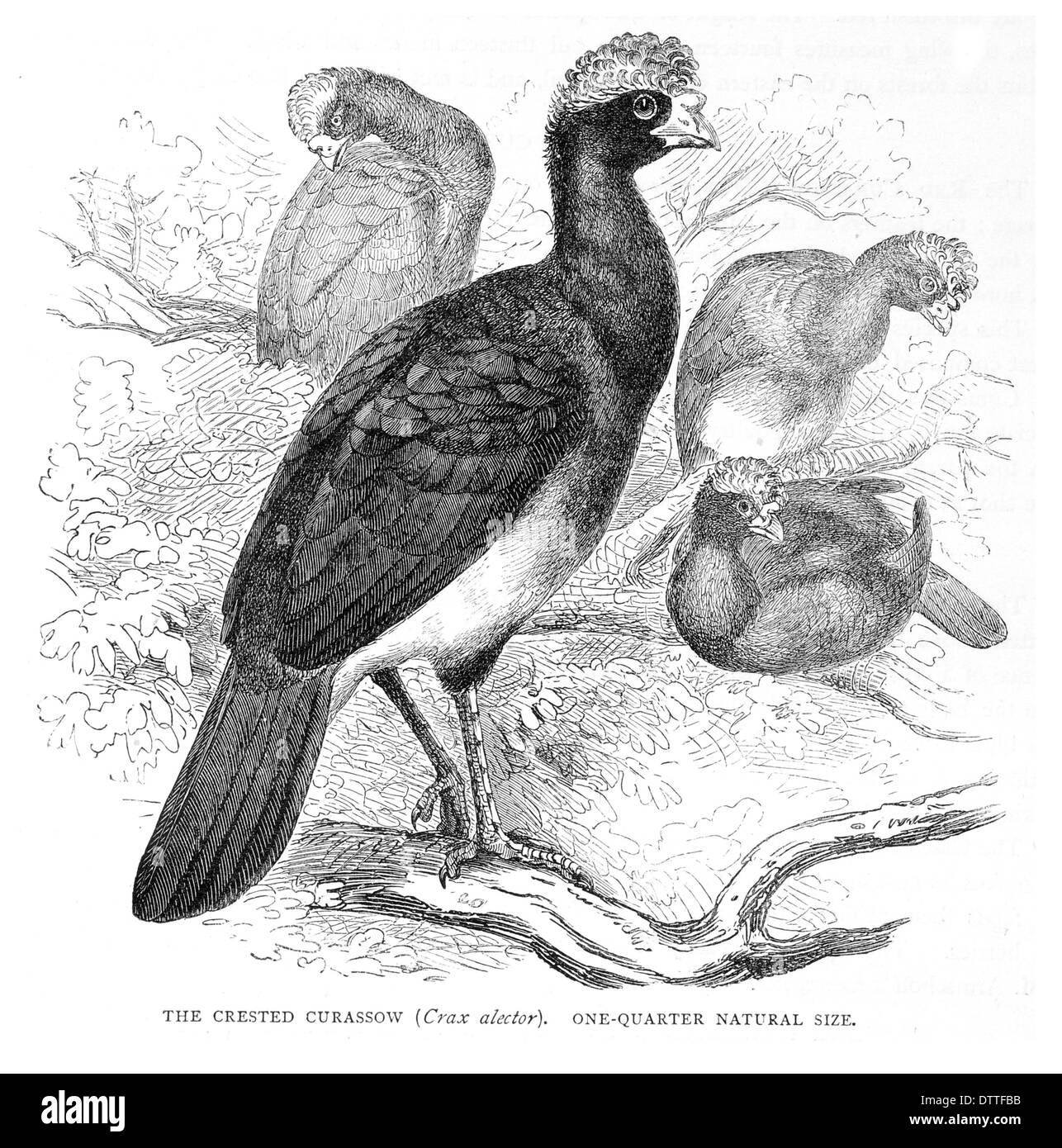 Crested Curassow Crax alector Stock Photo - Alamy