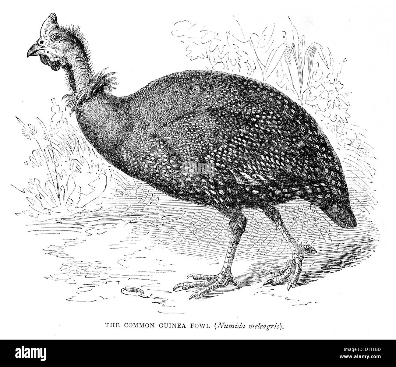 Guinea fowl numida meleagris hi-res stock photography and images - Alamy