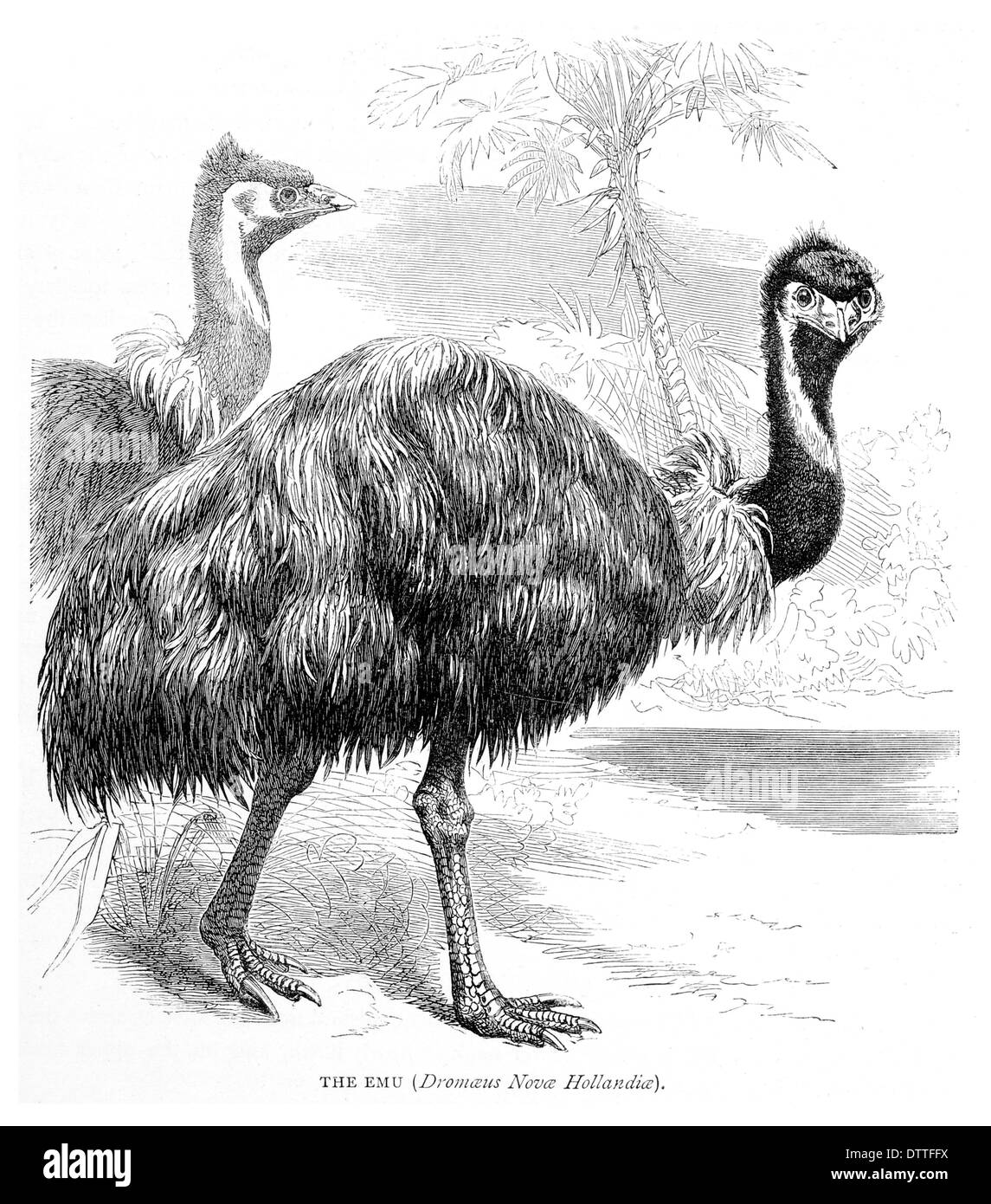 Black and white emu birds Black and White Stock Photos & Images - Alamy