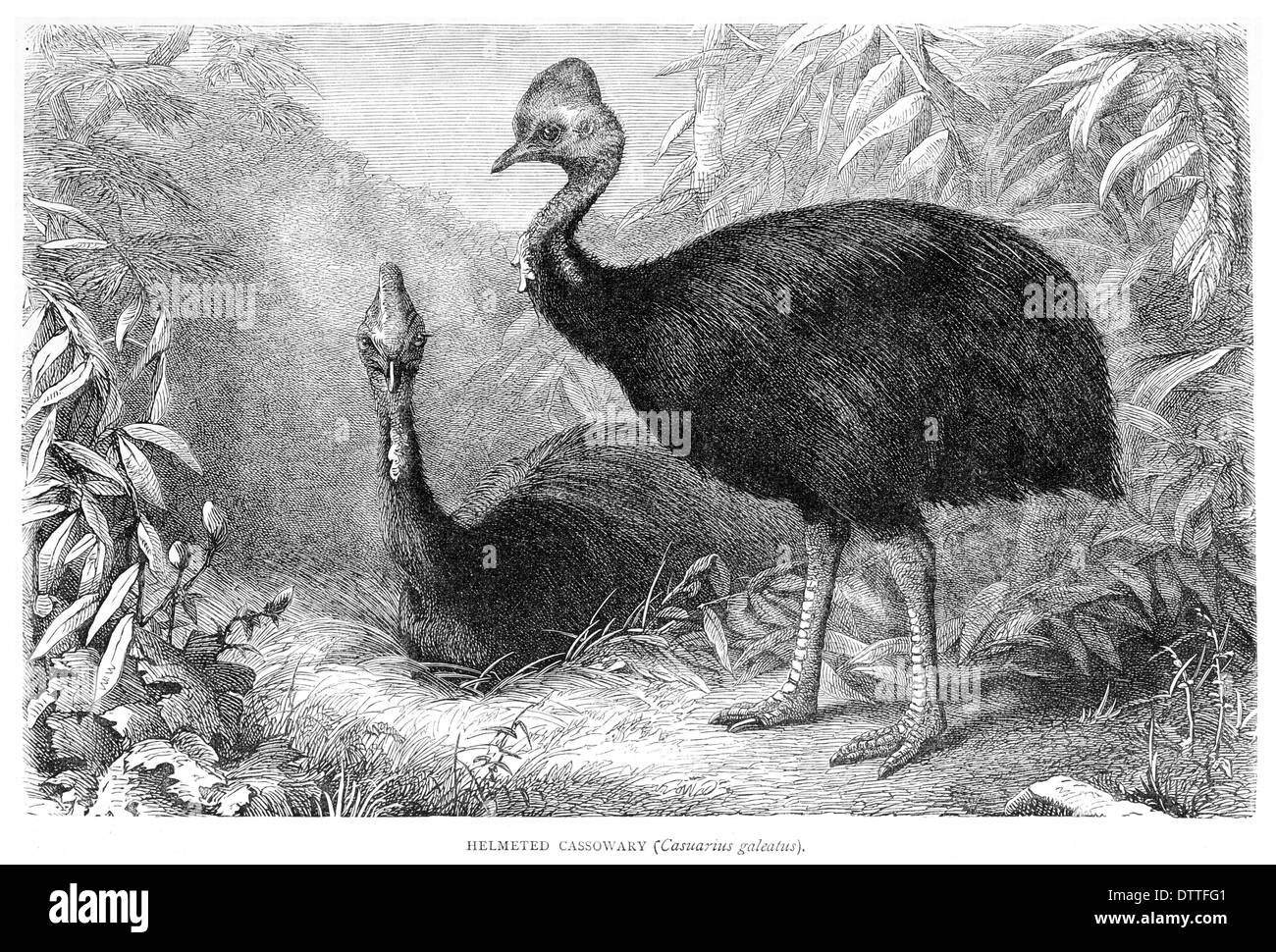Helmeted Cassowary Casuarius galeatus Stock Photo - Alamy