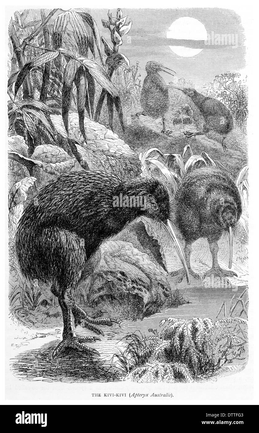 Kivi Kivi Apteryx Australis Stock Photo - Alamy