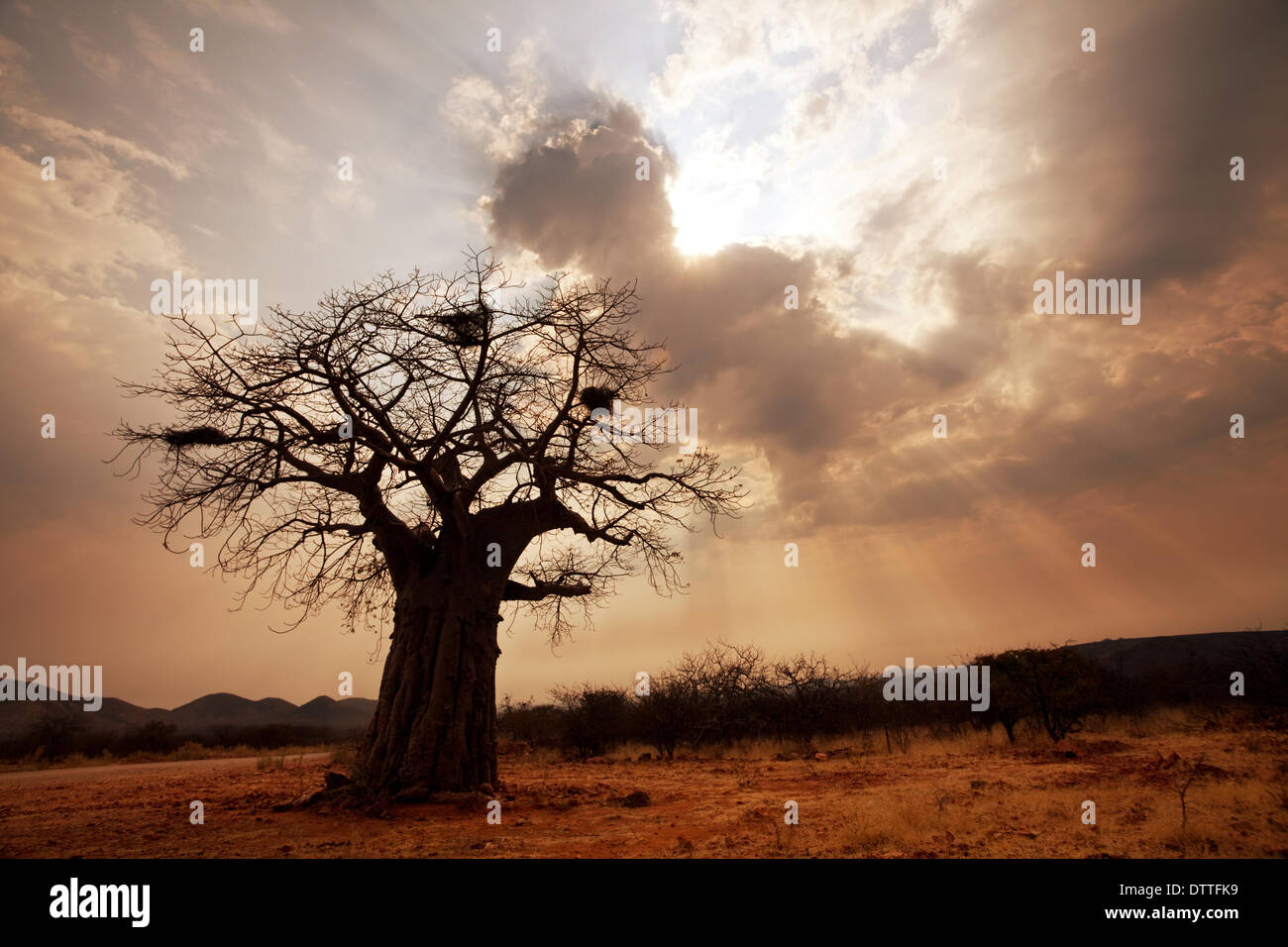 Giant baobab tree namibia hi-res stock photography and images - Alamy