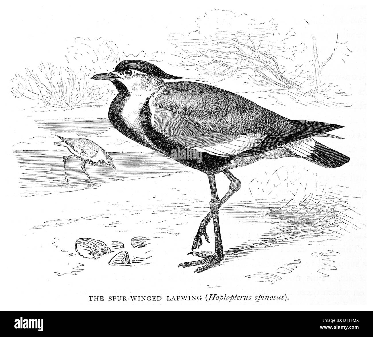 White winged lapwing hi-res stock photography and images - Alamy